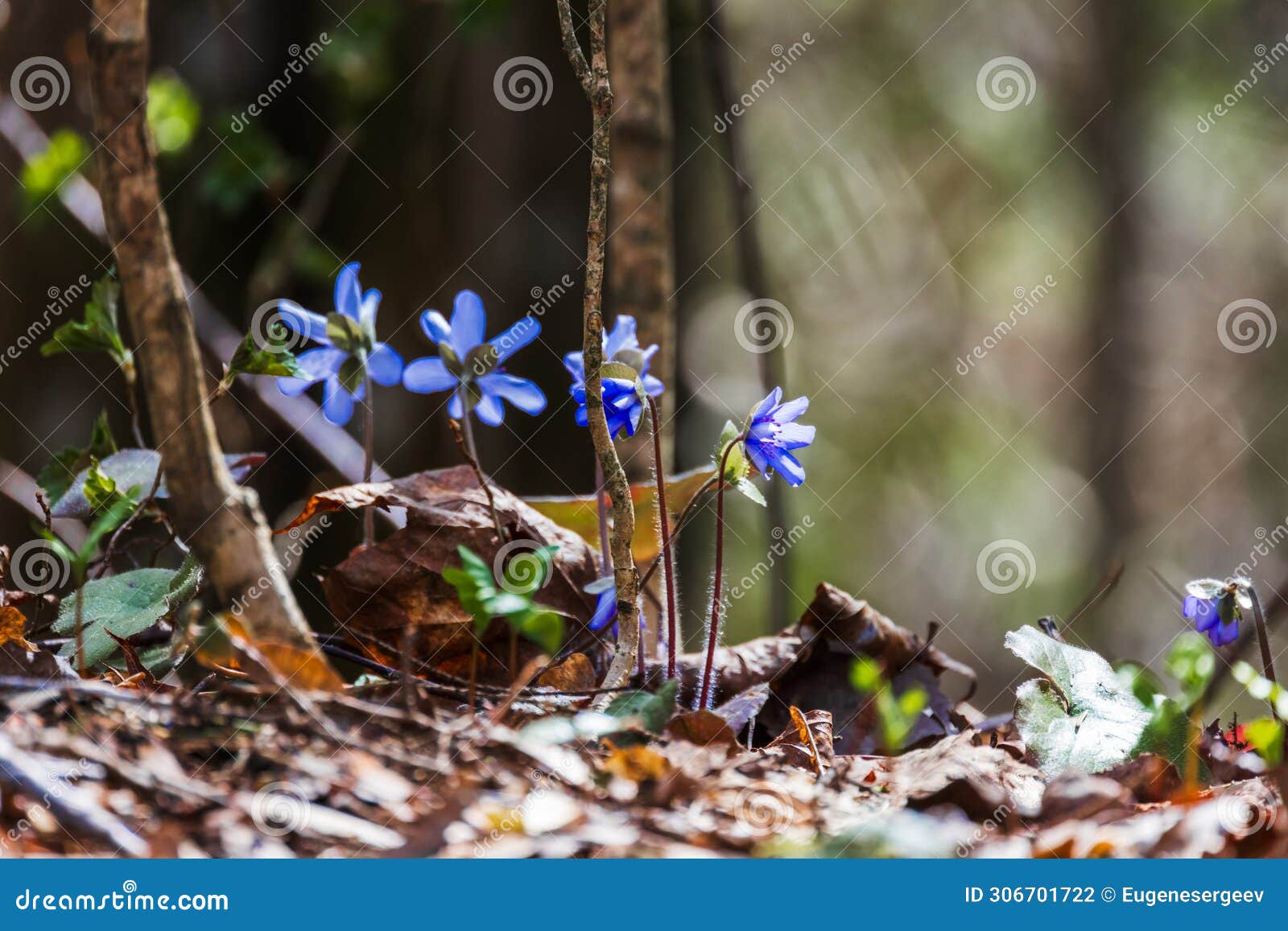 Wild Spring Blue Flowers Grow in the Forest Stock Photo - Image of ...