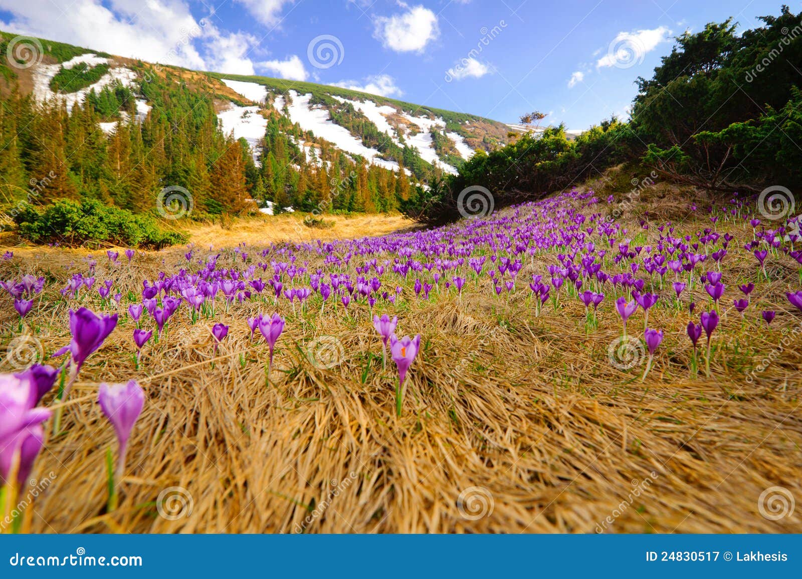 Wild Spring Crocuses at Mountain Valley Stock Image - Image of morning ...