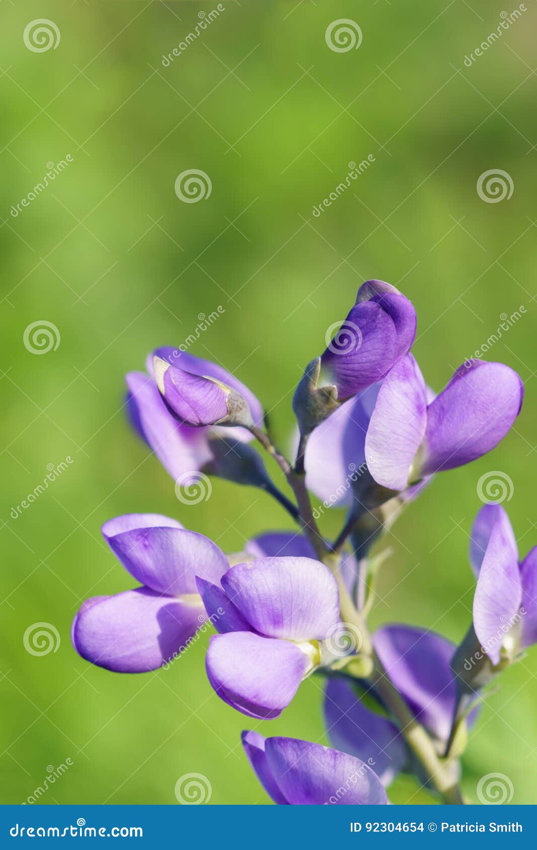 Wild Spring Flower - Blue Wild-indigo Stock Photo - Image of closeup ...