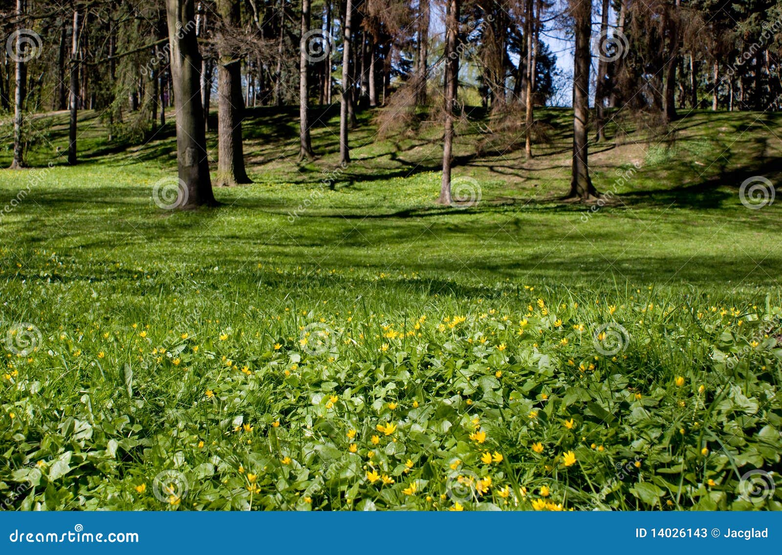 Wild spring flowers stock image. Image of floral, april - 14026143