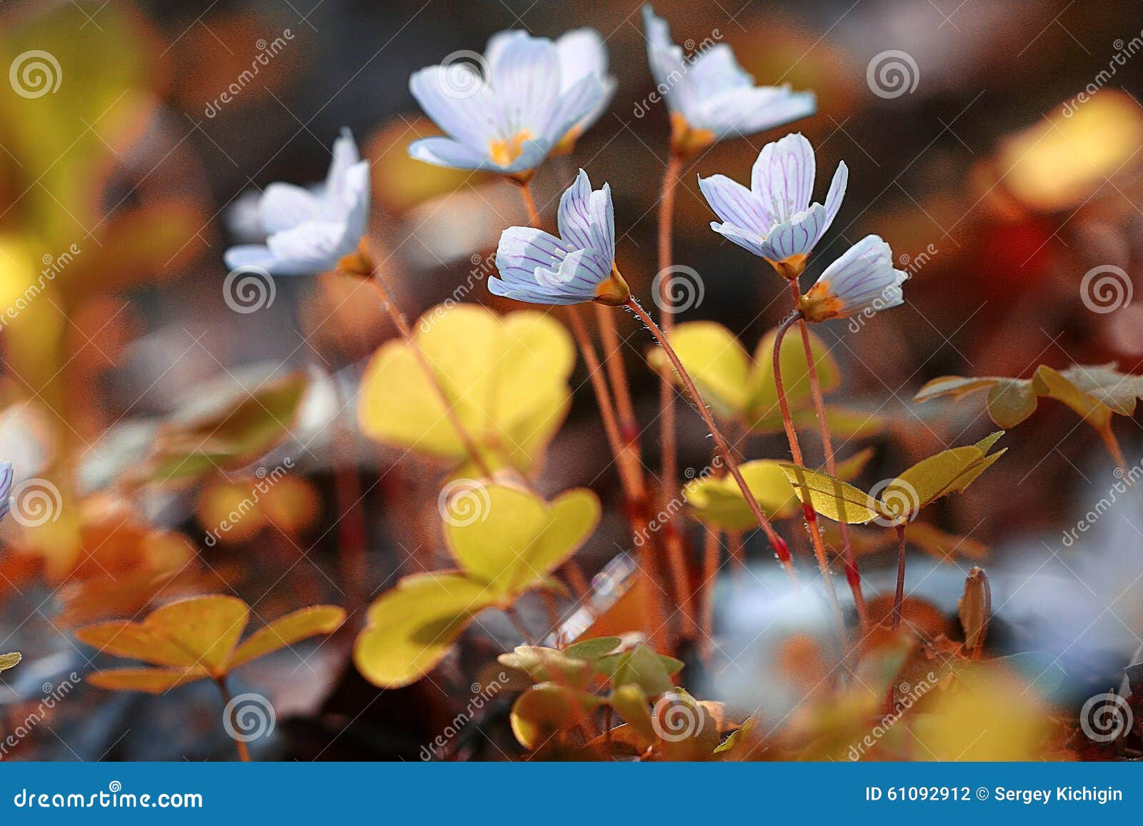 Wild spring flowers stock photo. Image of bouquet, fragrance - 61092912