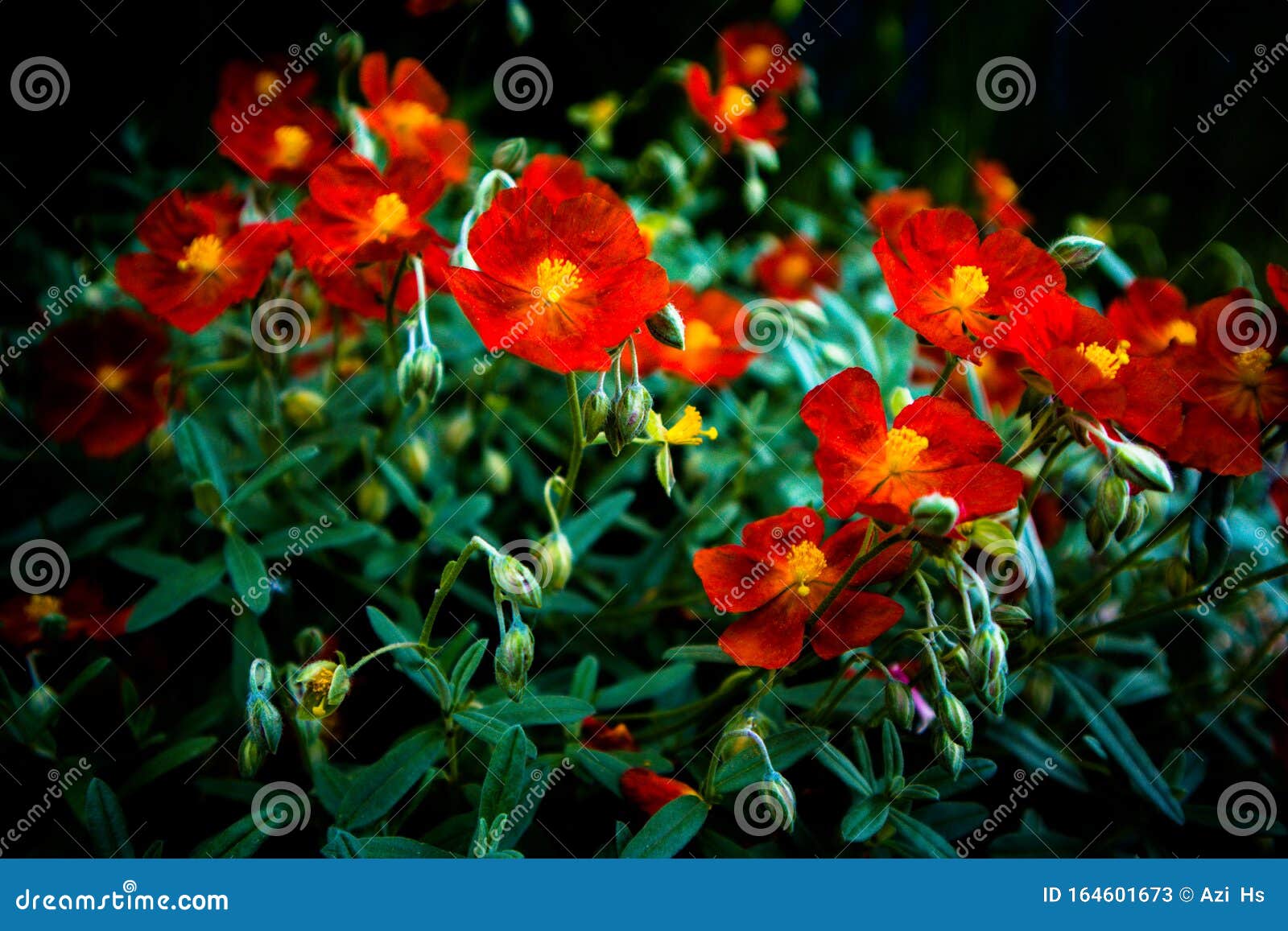 Wild Spring Flowers ! stock image. Image of view, background - 164601673
