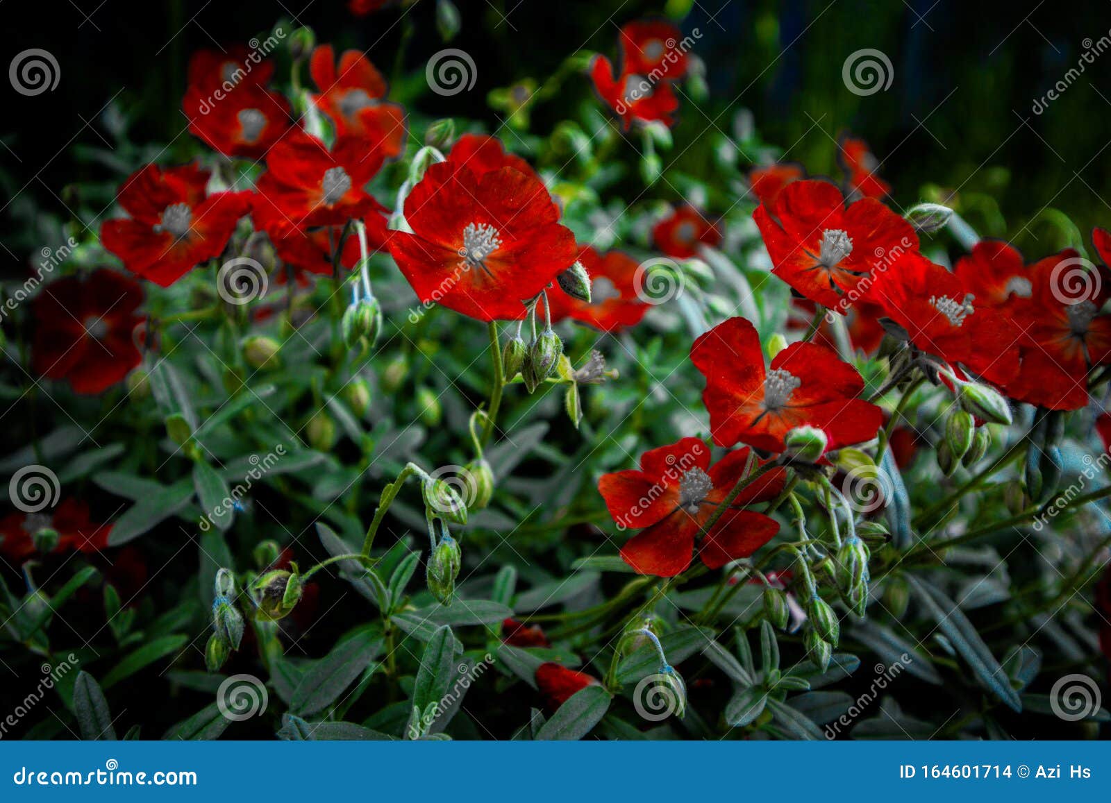 Wild Spring Flowers ! stock photo. Image of nature, beautiful - 164601714
