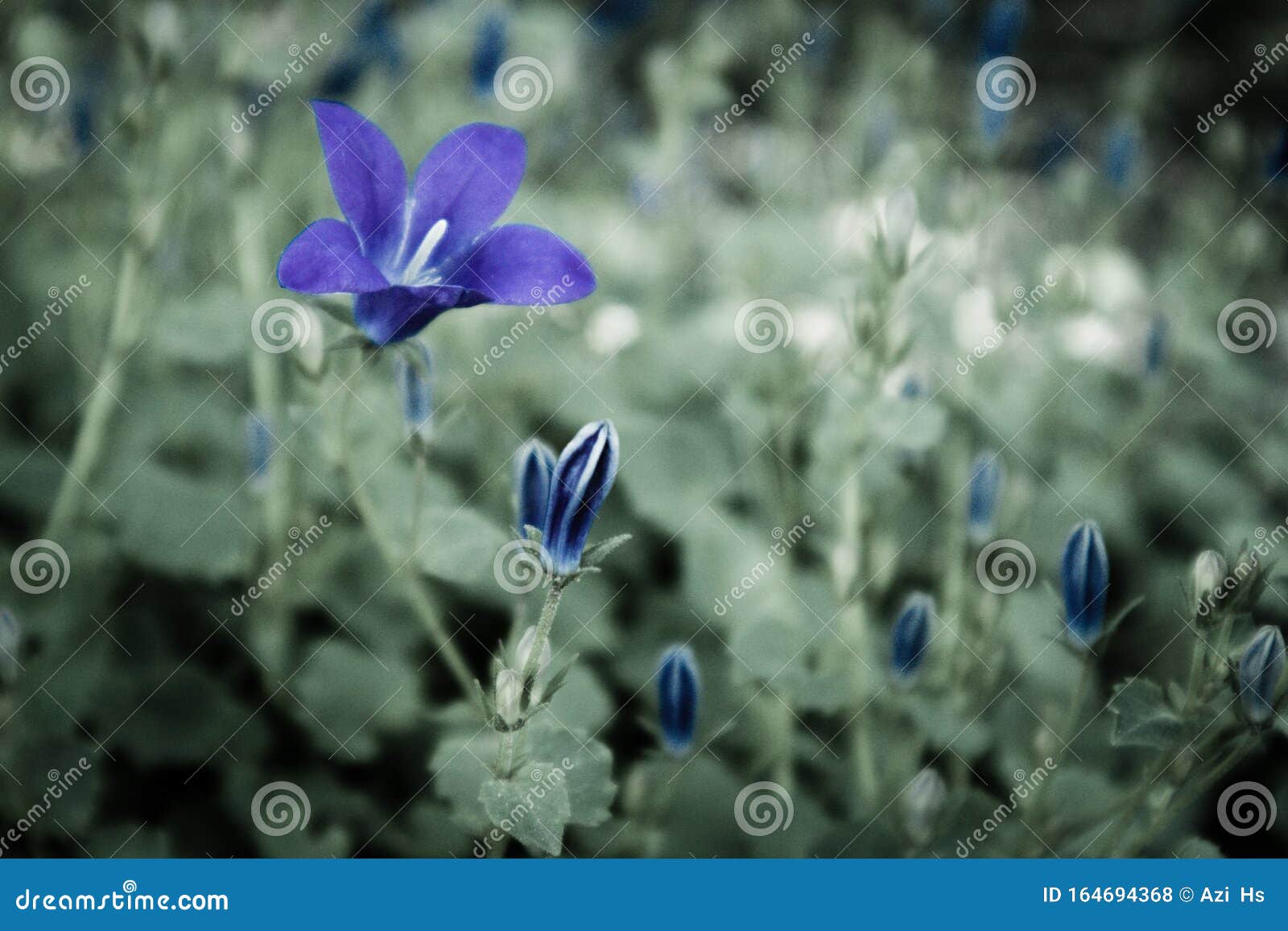 Wild Spring Flowers ! stock photo. Image of color, mesmerizing - 164694368