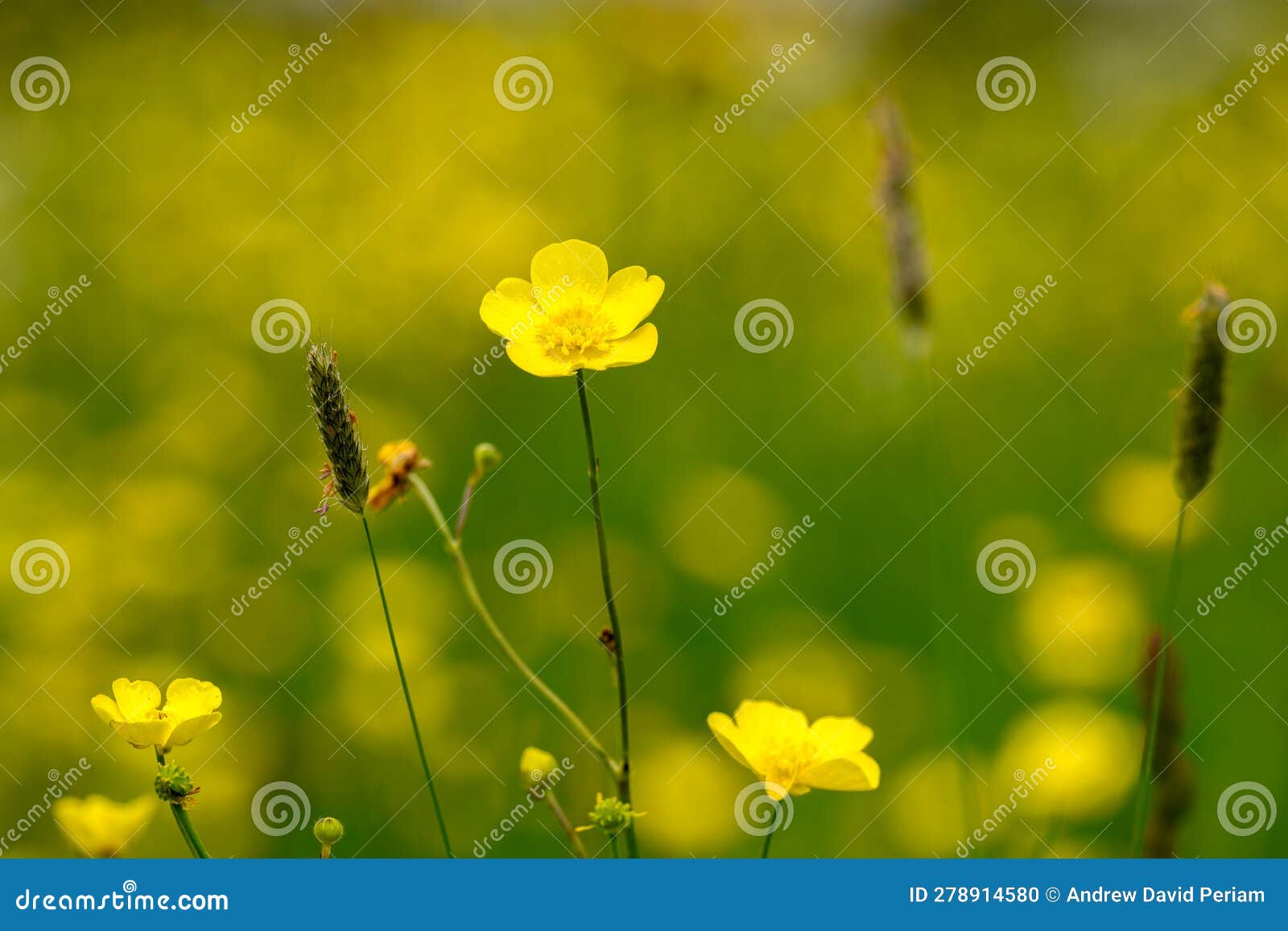 Wild Spring Flowers in a Meadow Isolated Stock Photo - Image of field ...
