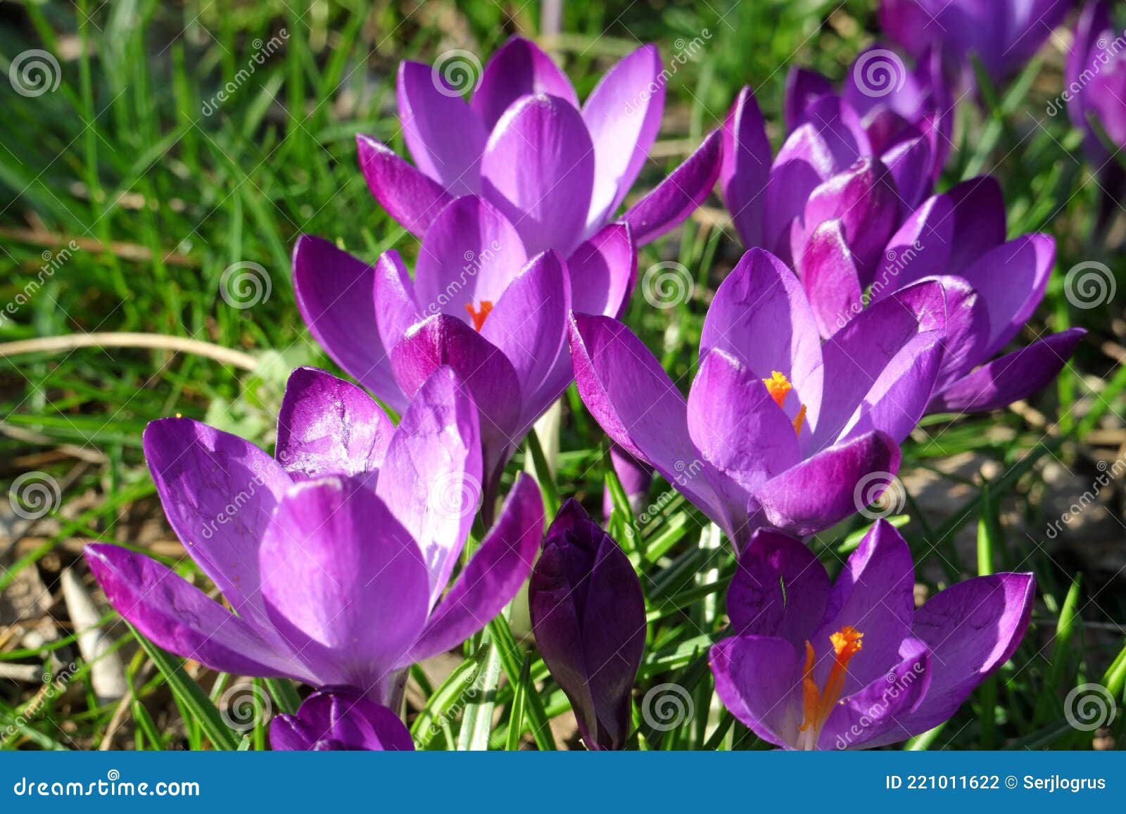 Wild spring flowers stock photo. Image of fragile, lawn - 221011622