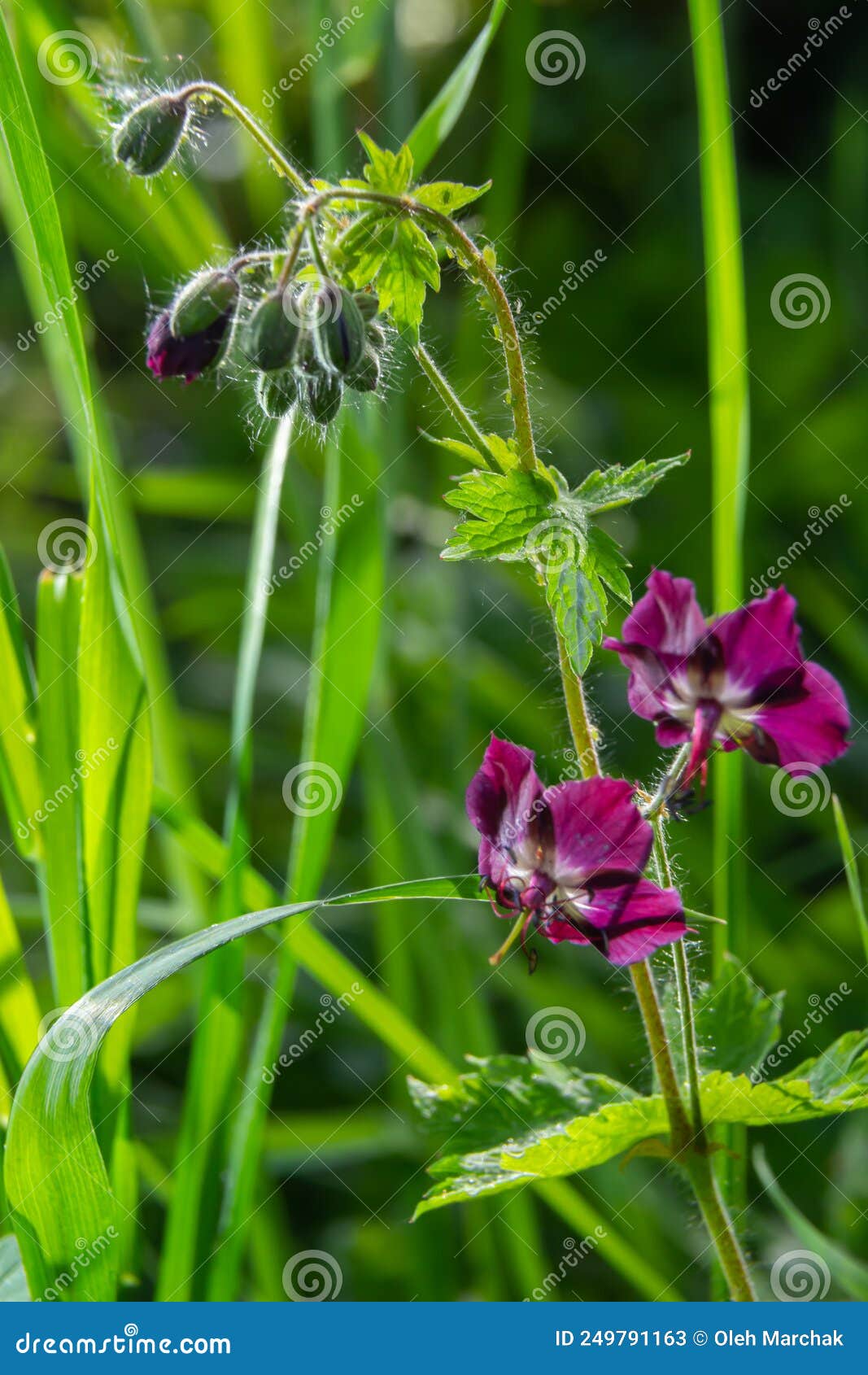In the Wild in the Spring Forest Geranium Phaeum Blooms Stock Image ...