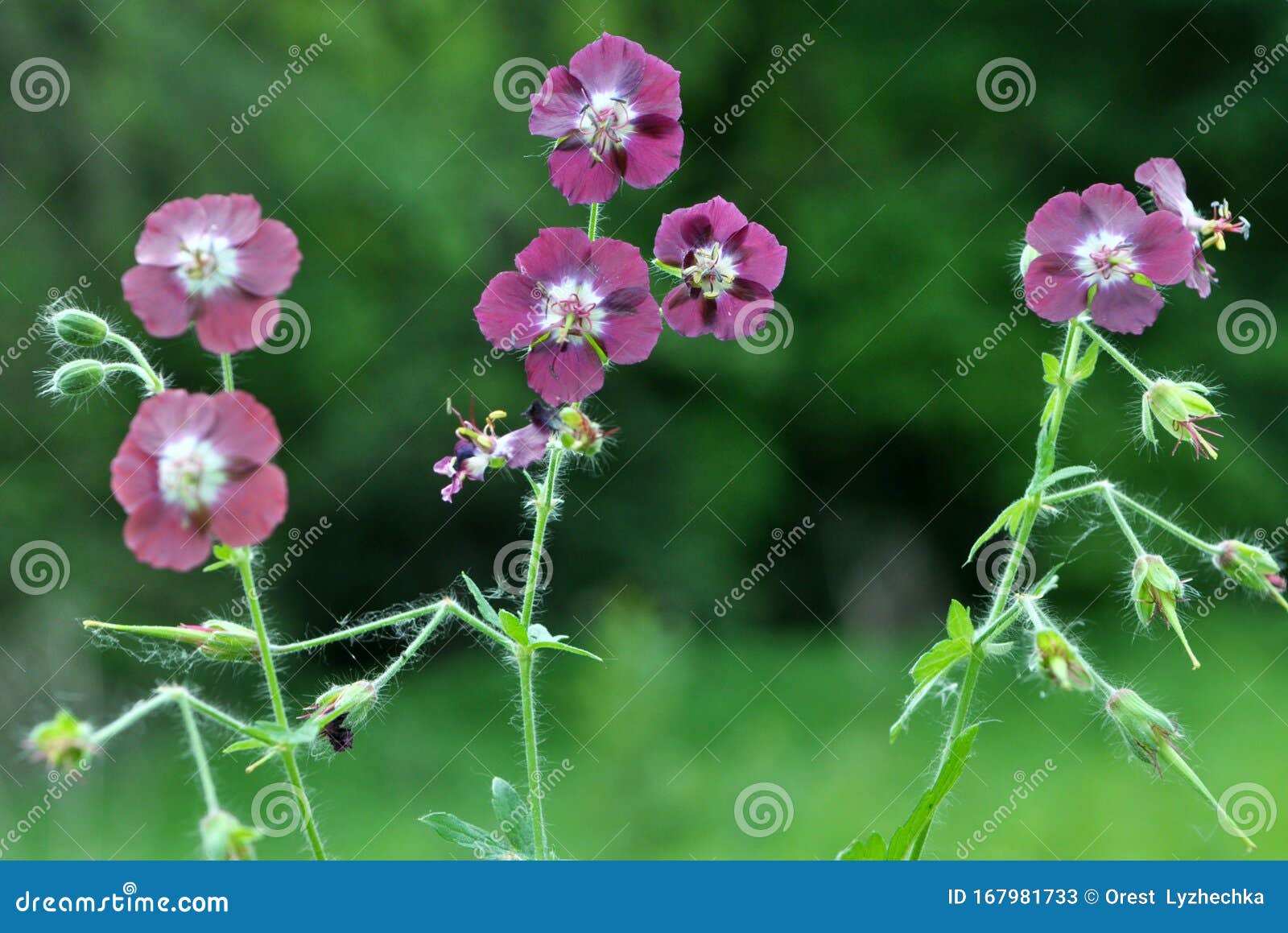 Geranium Phaeum Blooms in Nature in Spring Forest Stock Image - Image ...
