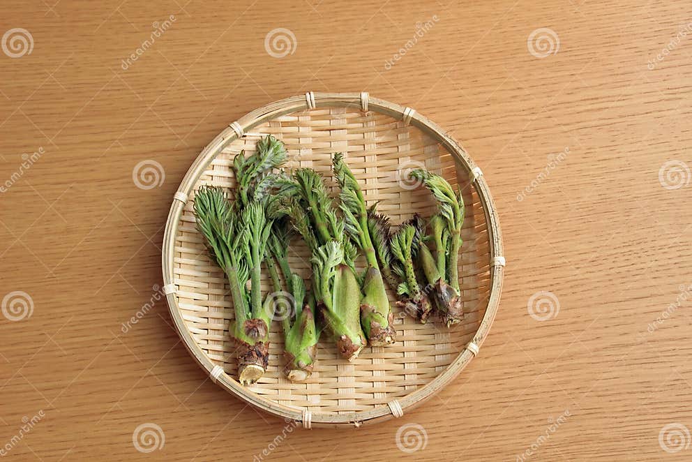 Wild Spring of Spring, Bud of Cod Stock Photo - Image of background ...