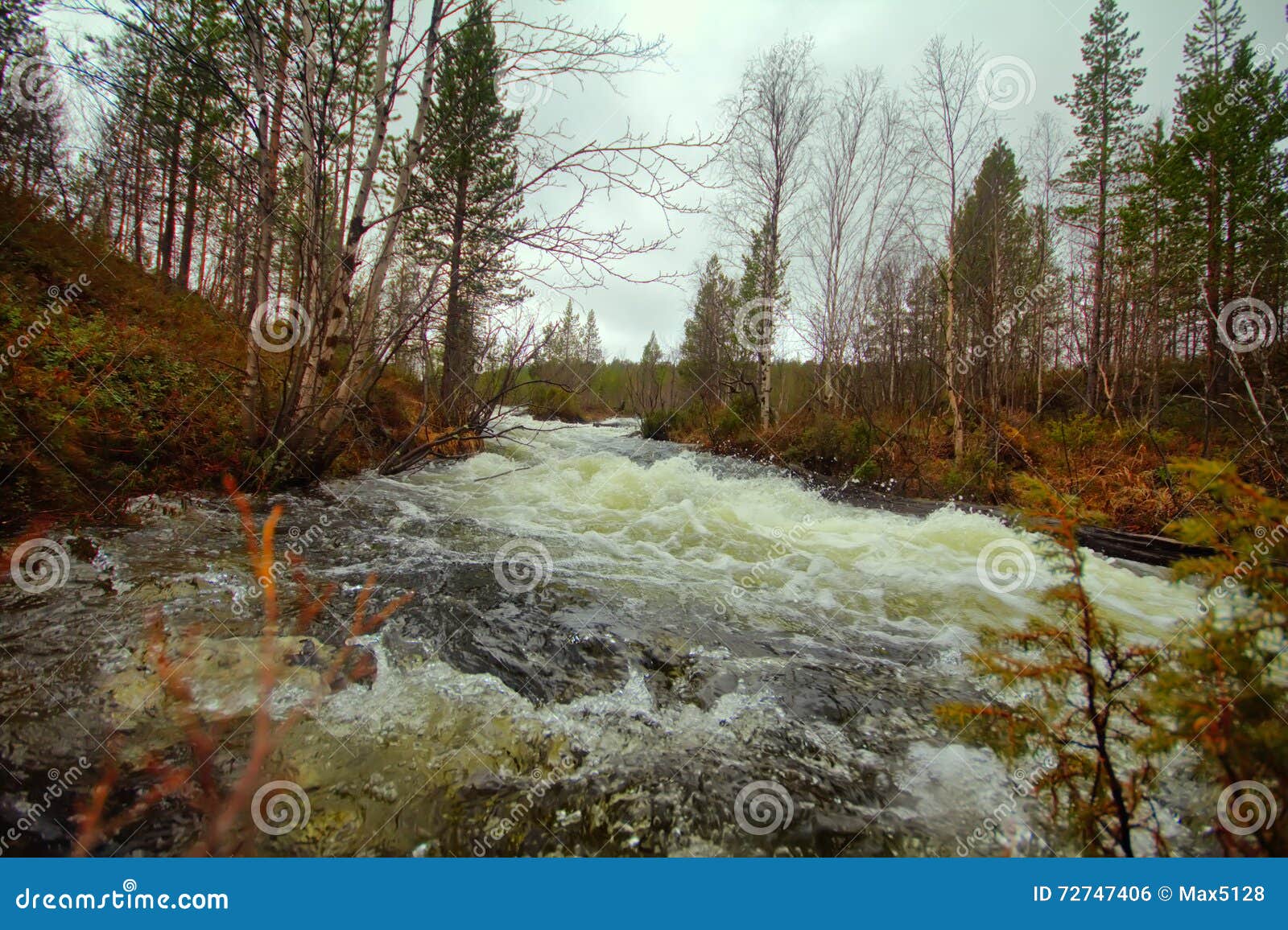 Wild Spring Stream Flows through Taiga Forest Stock Photo - Image of ...