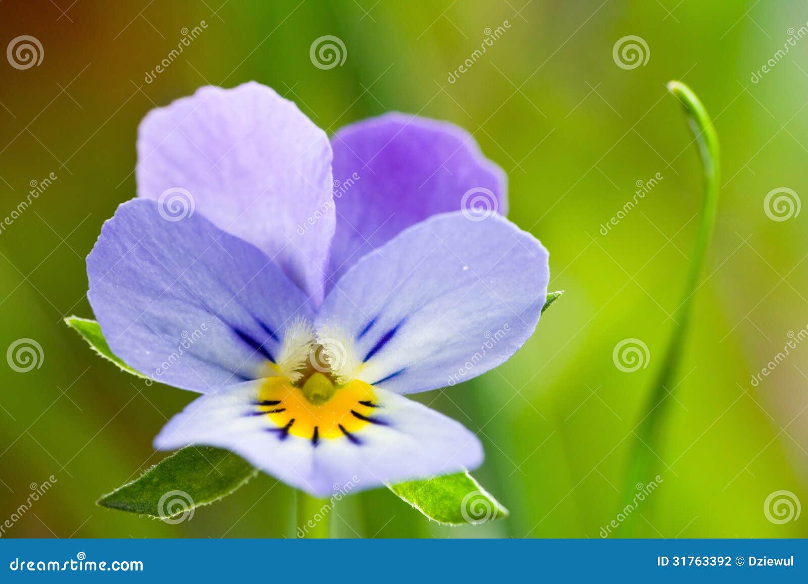 Wild Spring Violets Flowers Close Up Stock Photo - Image of meadow ...