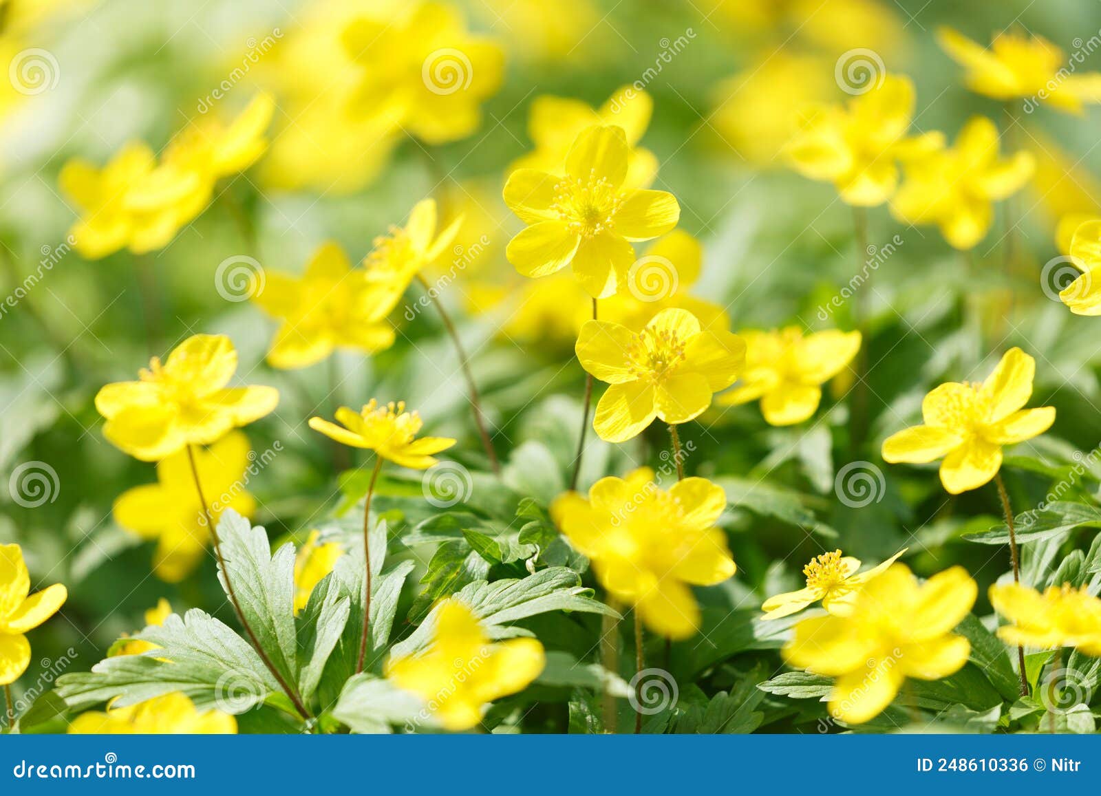 Wild Spring Yellow Flowers in a Forest Stock Photo - Image of fresh ...