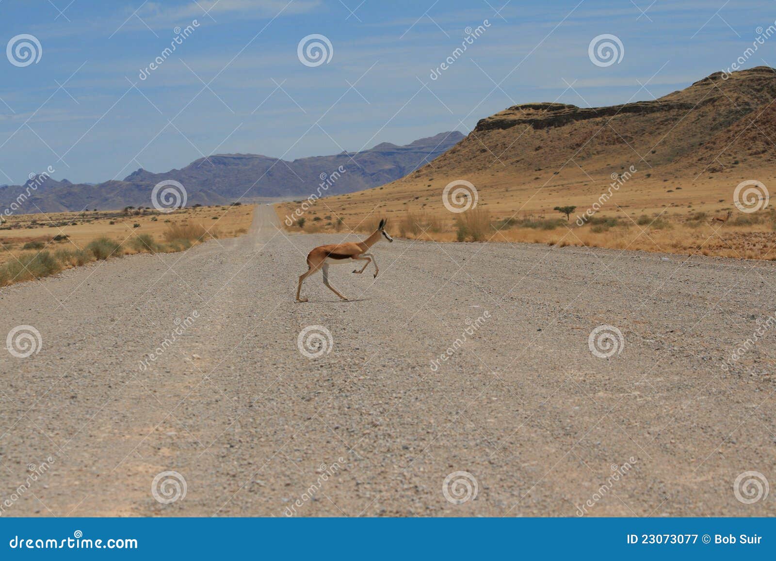 Wild Springbok Crossing Dirt Road Namibia Stock Image - Image of ...