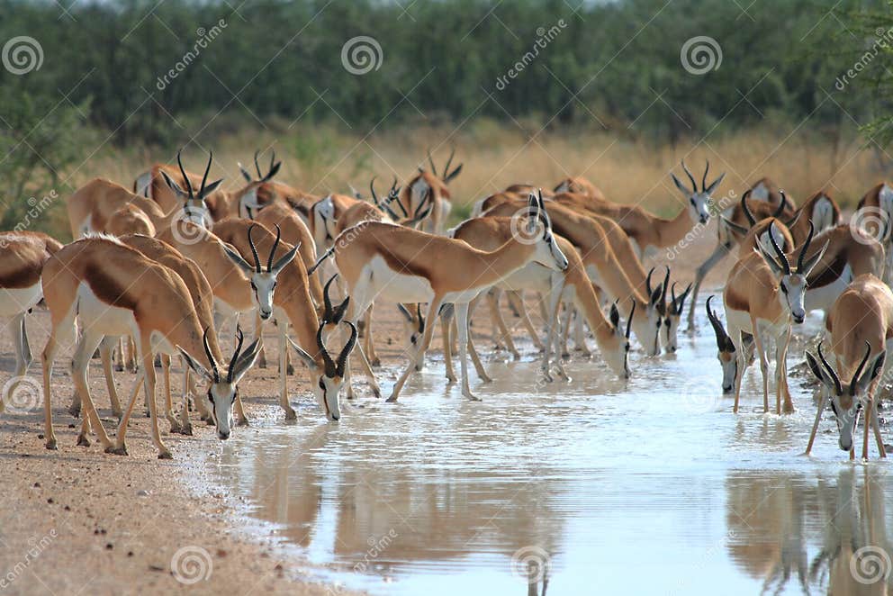 Wild springbok drinking stock image. Image of season - 14301199