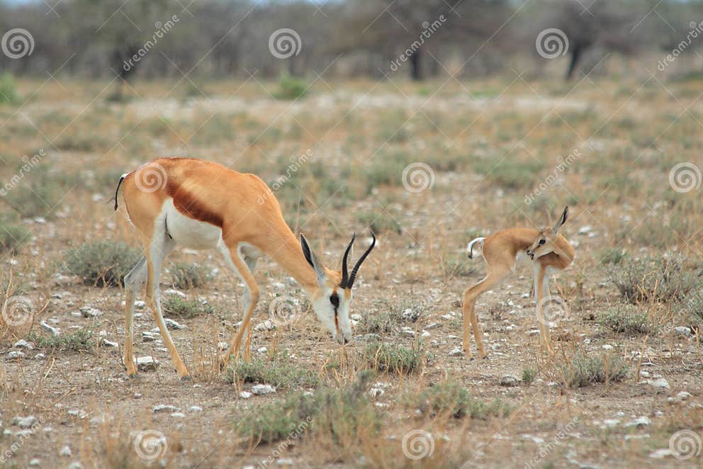 Wild Springbok Gazelle with Young Stock Image - Image of wildlife ...