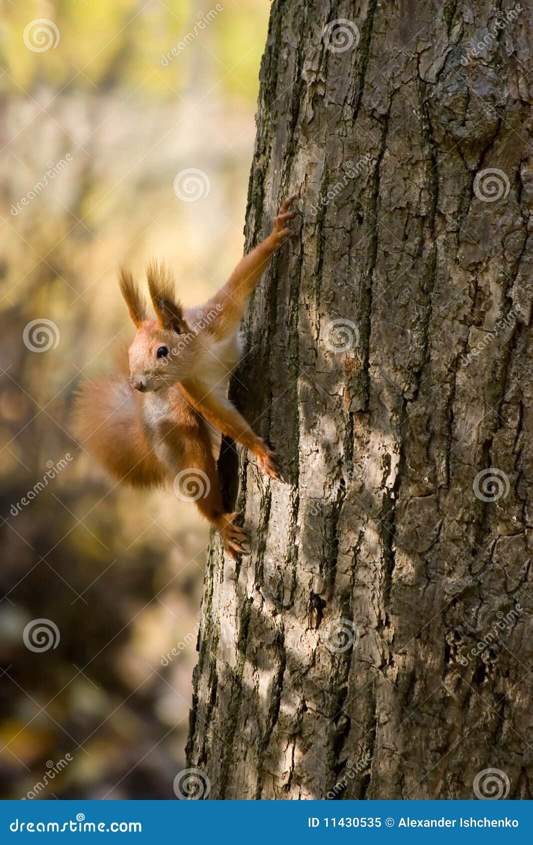 Wild squirrel. stock image. Image of furry, fluffy, eastern - 11430535