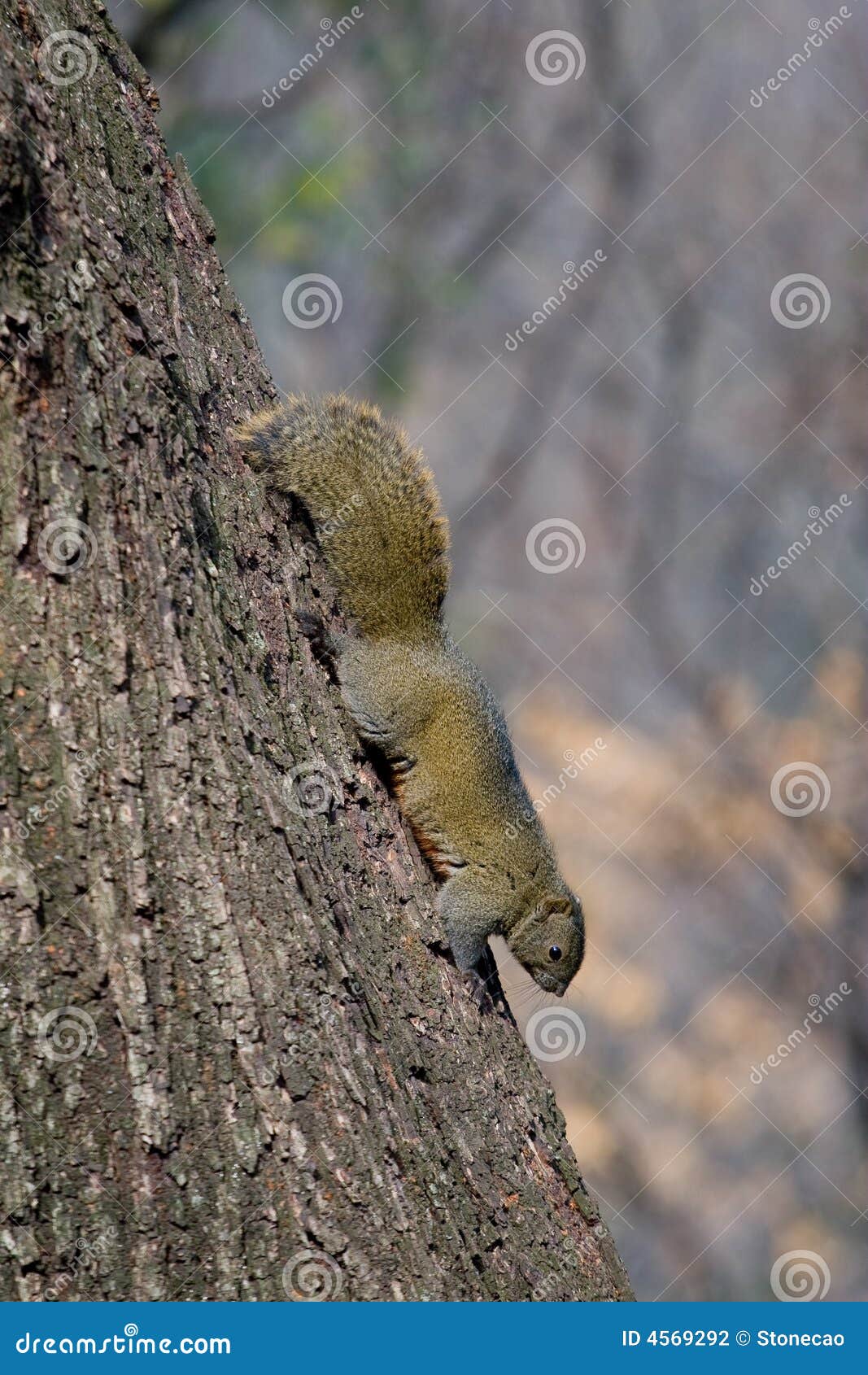 Wild Squirrel Eating Hazelnuts Stock Photo | CartoonDealer.com #50853936