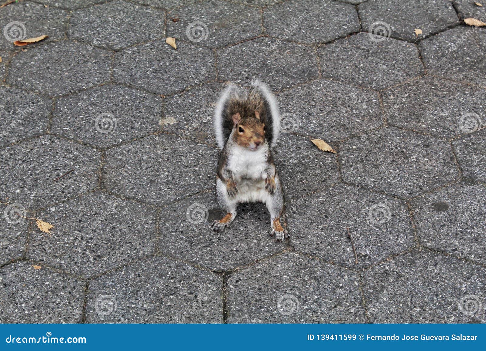 Squirrel Decided To Take a Minute and Pose Stock Image - Image of ...