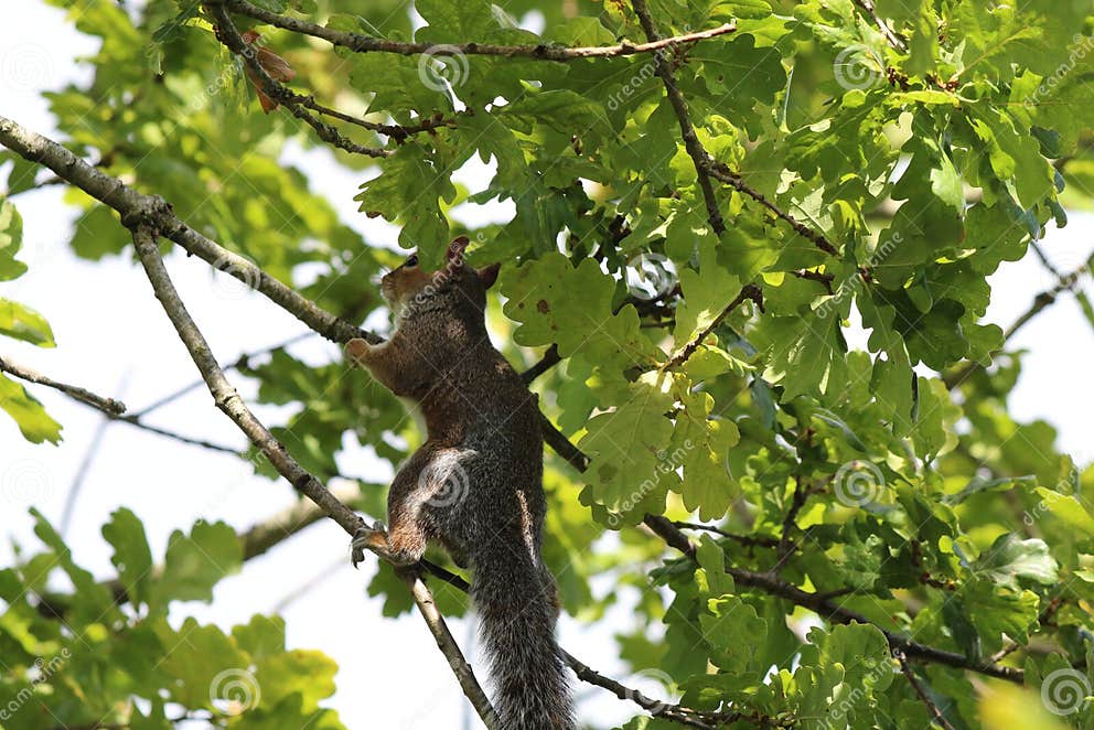 A Wild Squirrel in the Forest. this Squirrel is Climbing Up a Tree ...