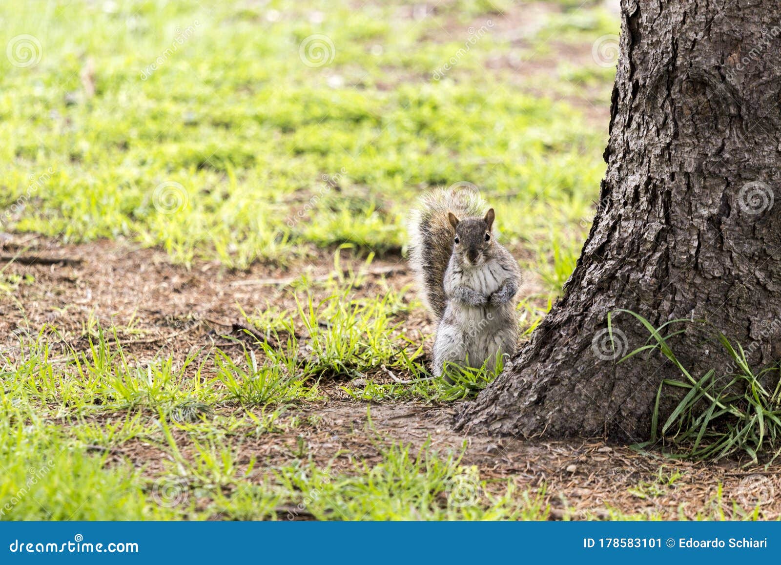 Wild Squirrel outside stock image. Image of grass, cute - 178583101