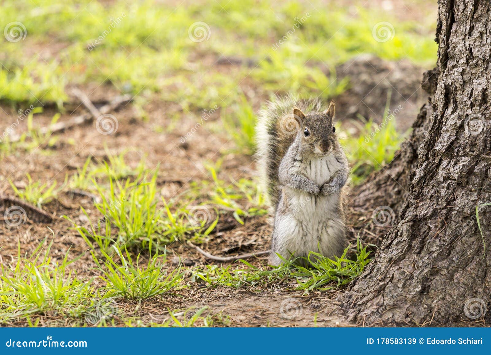 Wild Squirrel outside stock image. Image of italy, ears - 178583139