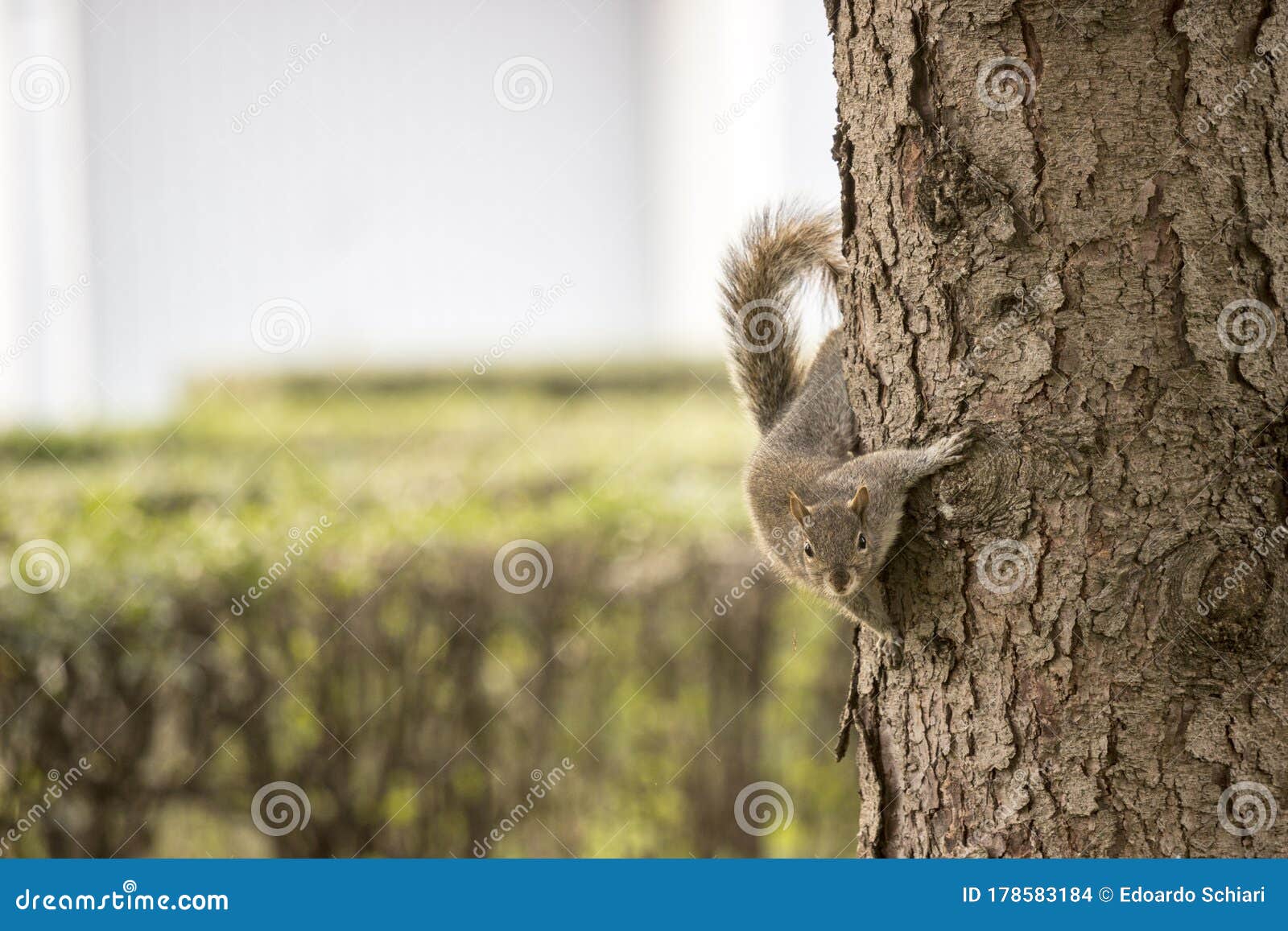 Wild Squirrel outside stock photo. Image of life, hair - 178583184