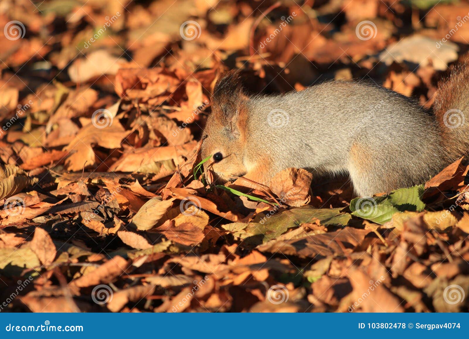 Wild squirrel in the park stock photo. Image of fence - 103802478