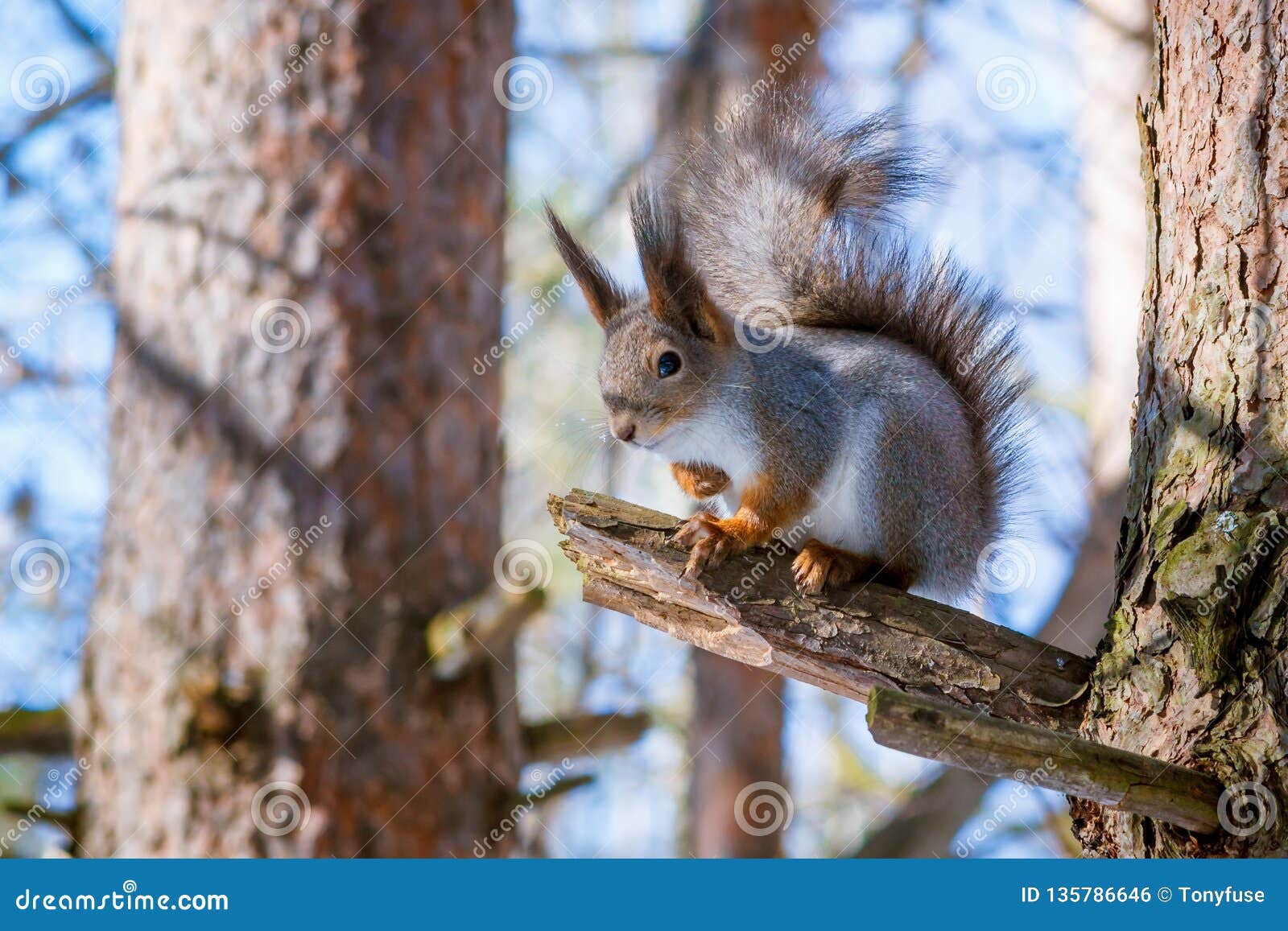 Wild Squirrel Sitting on a Tree Stock Photo - Image of food, delicious ...