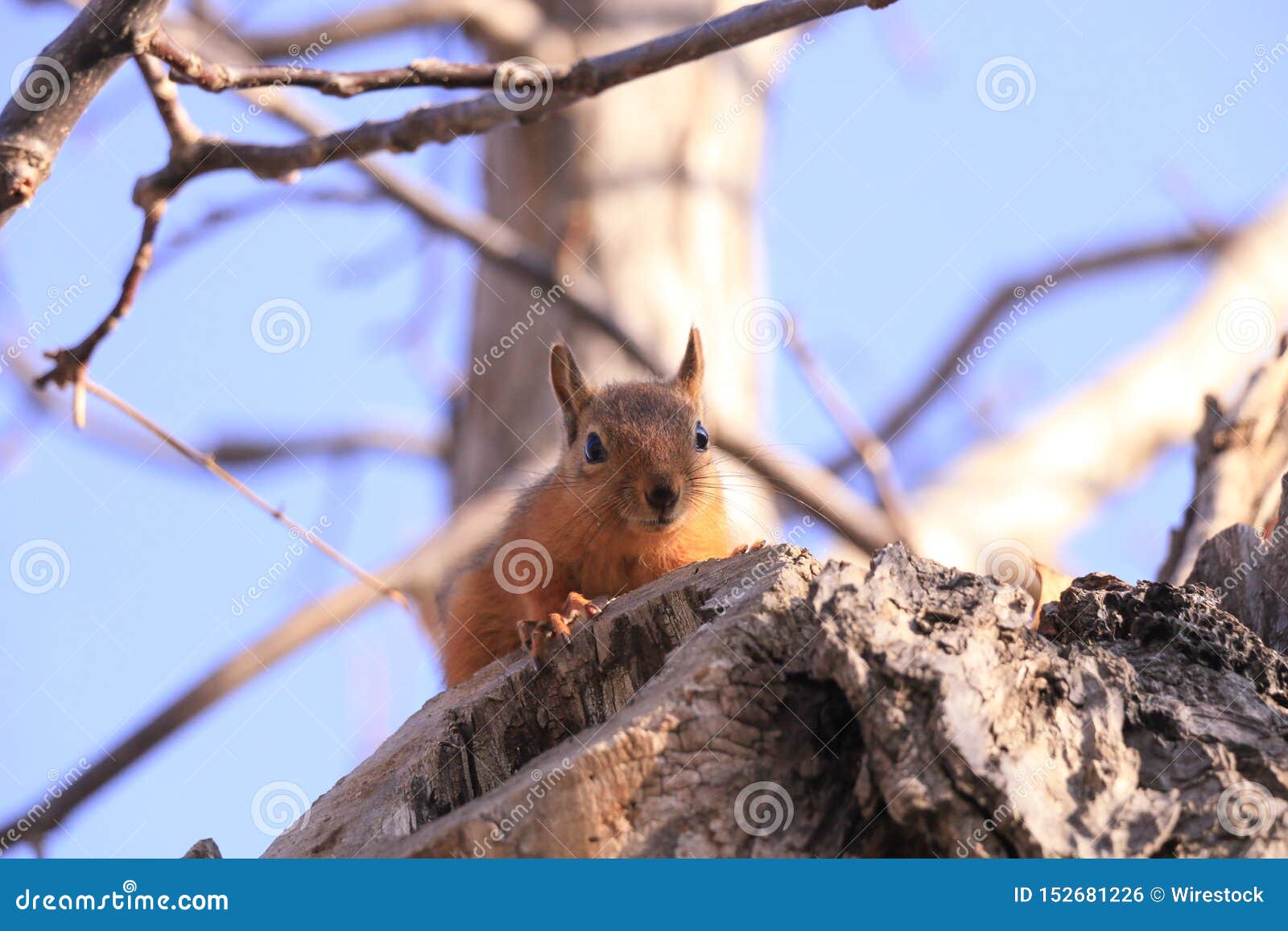 A wild squirrel stock photo. Image of autumn, natural - 152681226