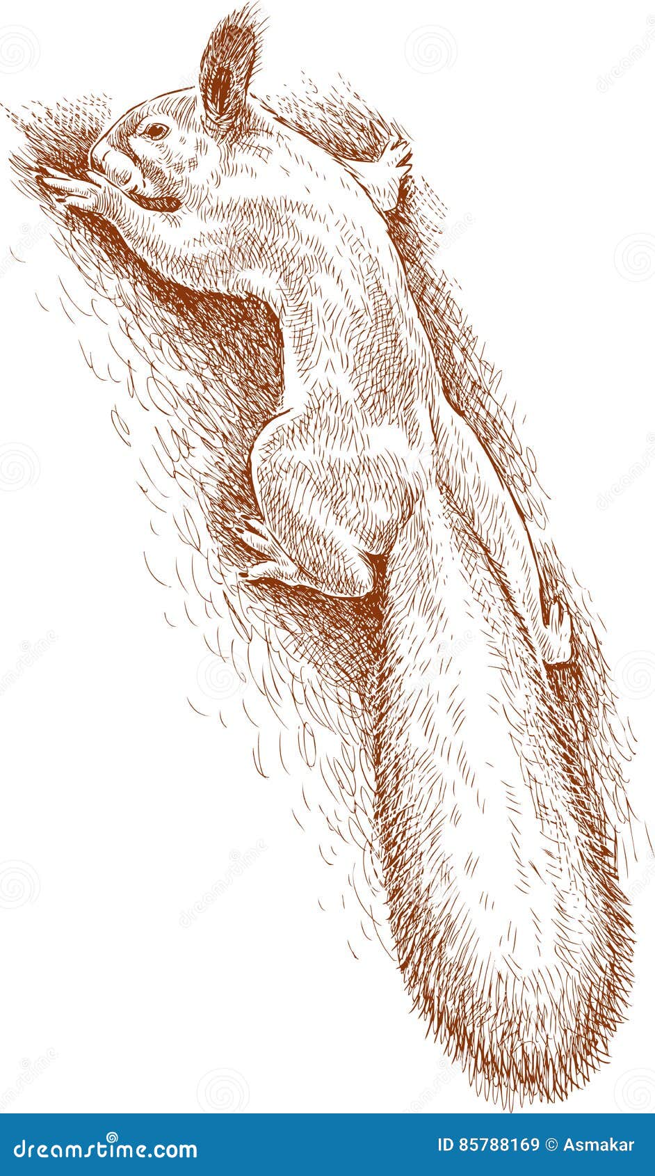 Squirrel In Tree Drawing