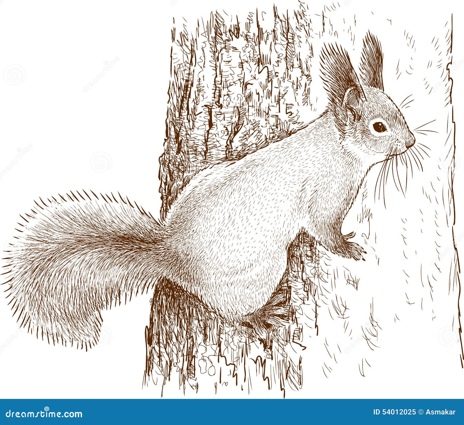Wild squirrel on a tree stock vector. Illustration of sketch - 54012025