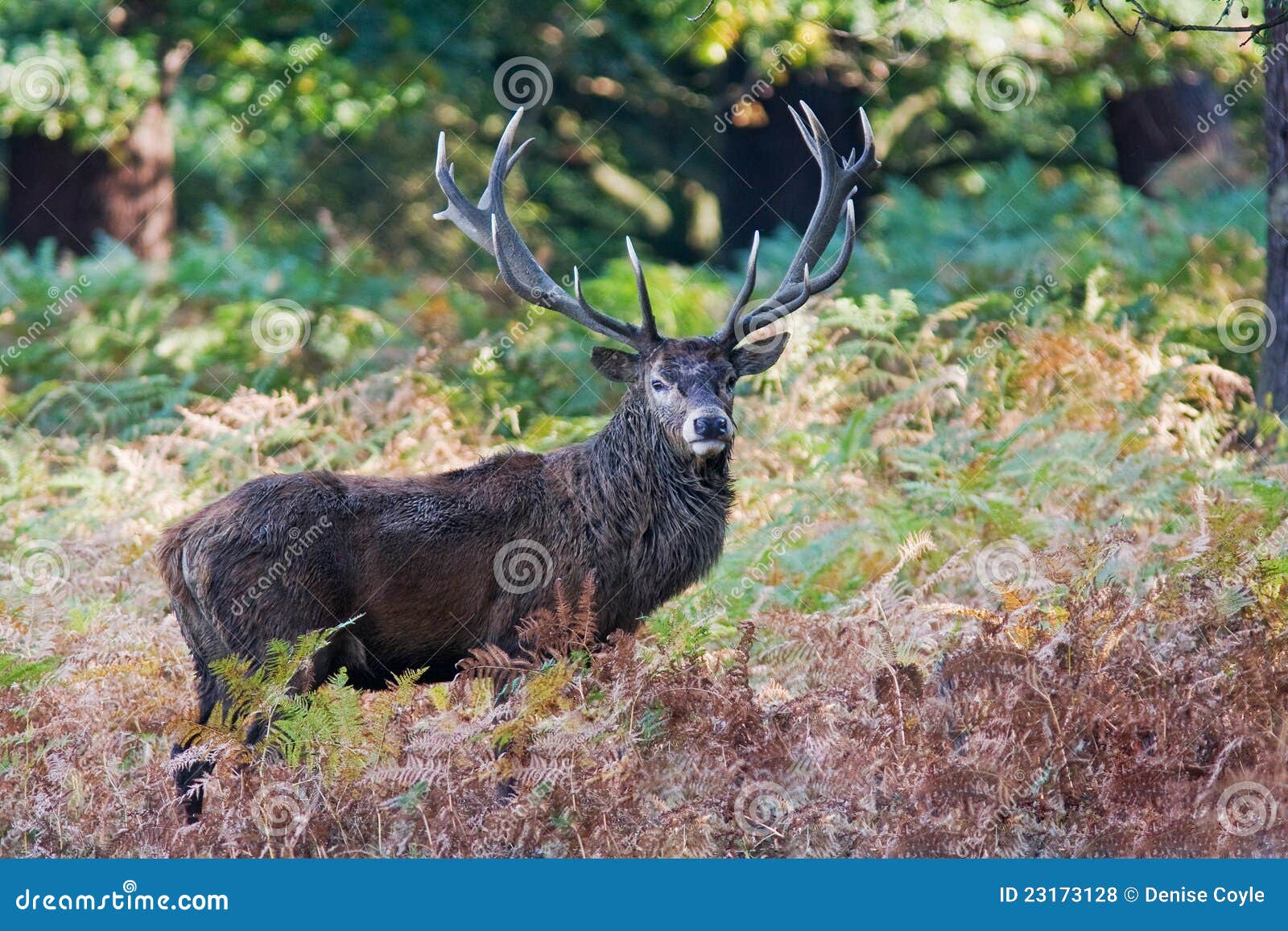 Wild Stag stock photo. Image of eyes, horn, mammals, mammal - 23173128