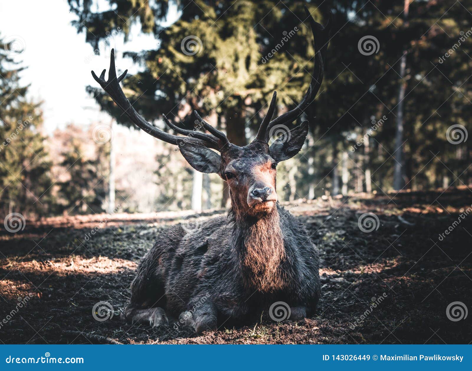 Wild Stag in the Forest in Spring Stock Image - Image of colorful, herd ...