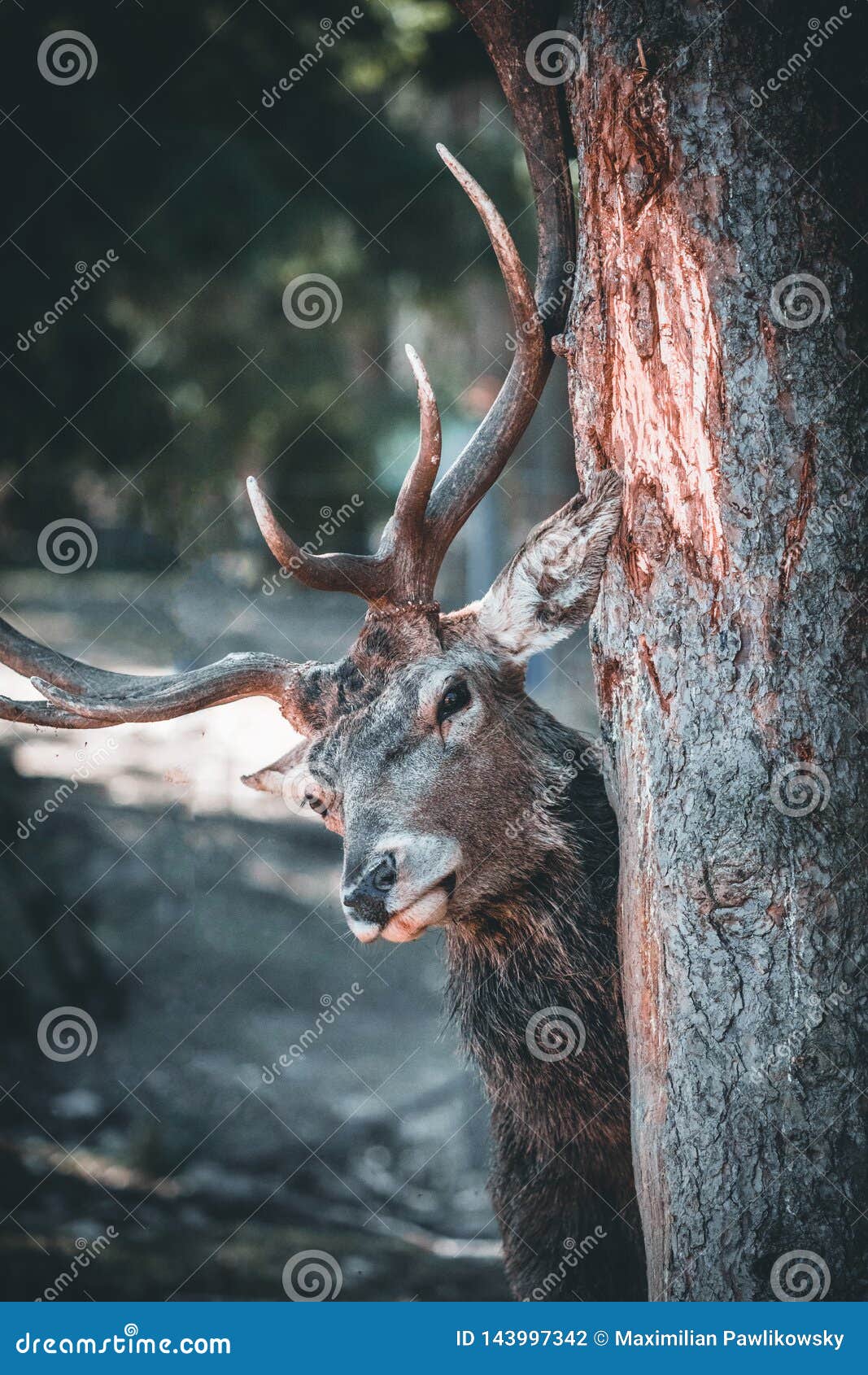 Wild Stag in the Forest in Spring Stock Photo - Image of highlands ...
