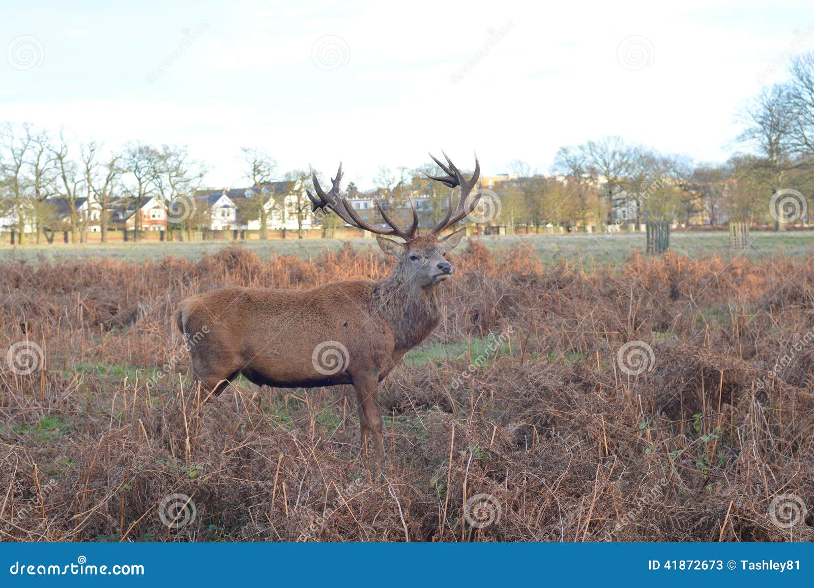 Wild stag stock image. Image of antlers, deer, horns - 41872673