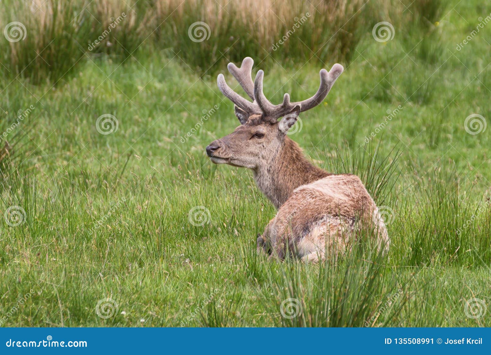 Wild Stag in the Scottish Highlands. Stock Image - Image of glen ...