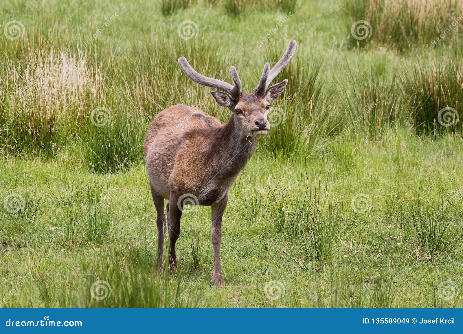 Wild Stag Scottish Highlands Stock Images - Download 180 Royalty Free ...