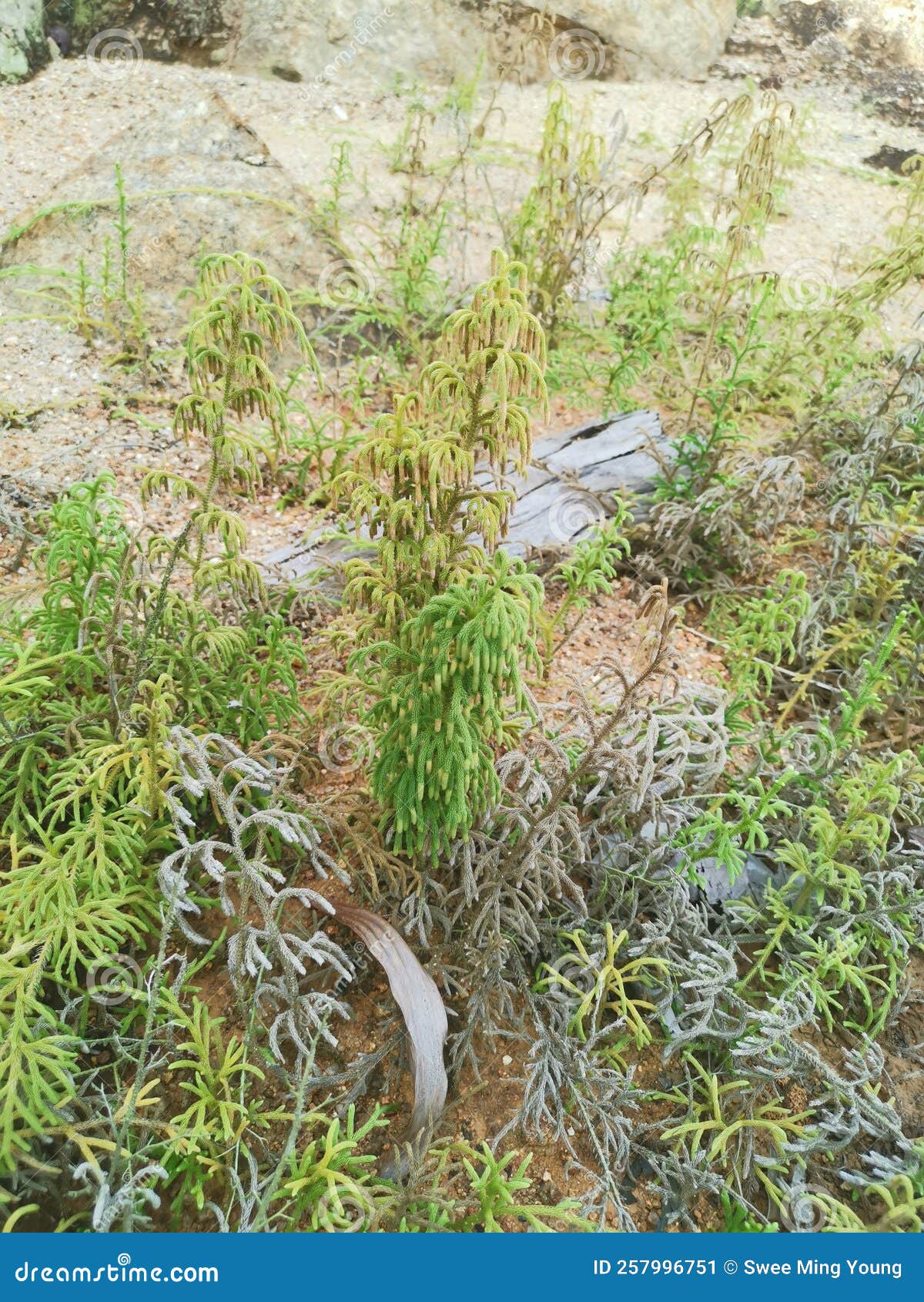 Wild Staghorn Clubmoss Growing on the Sandy Ground. Stock Image - Image ...