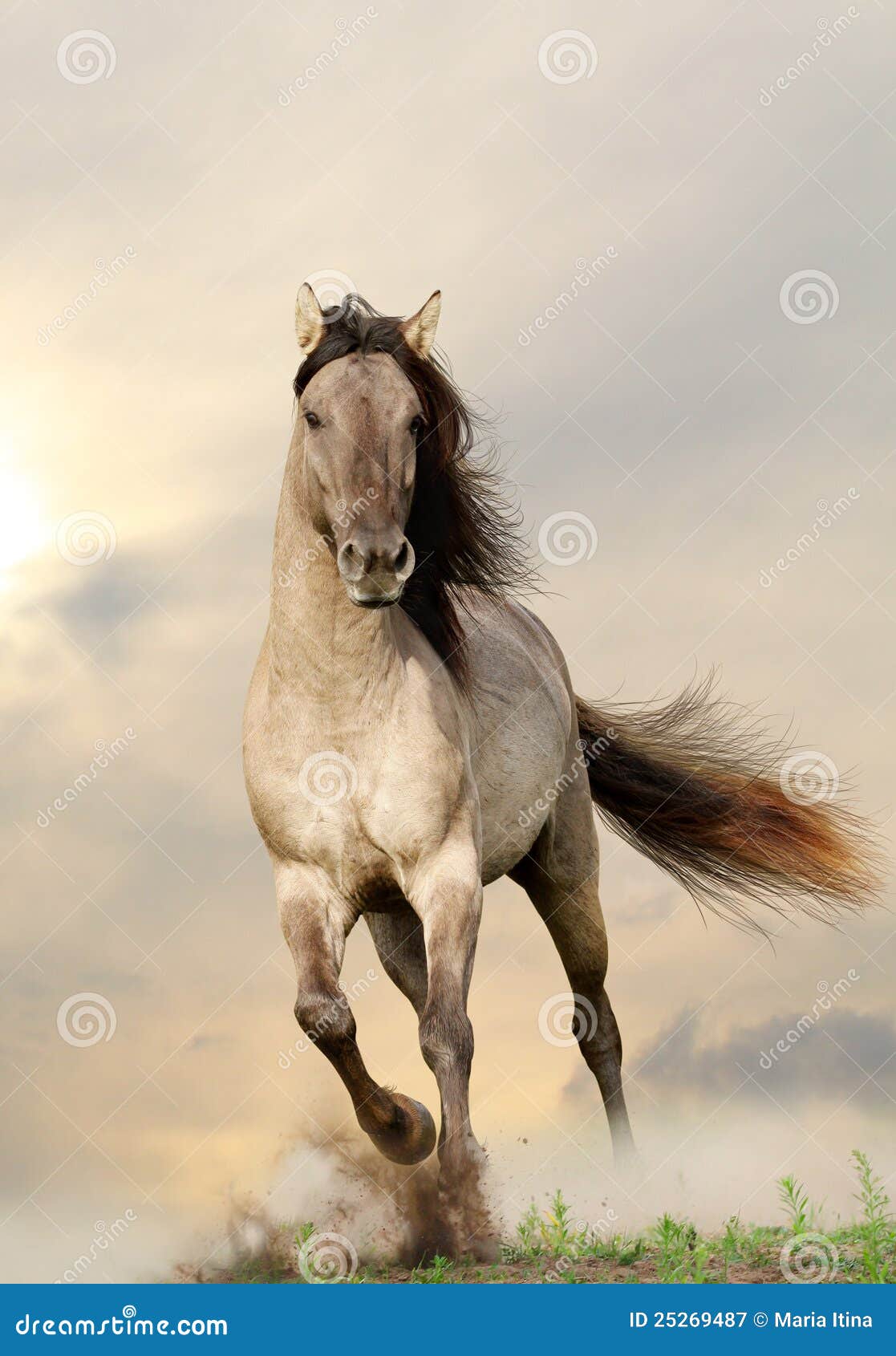 Wild stallion stock image. Image of black, force, equestrian - 25269487