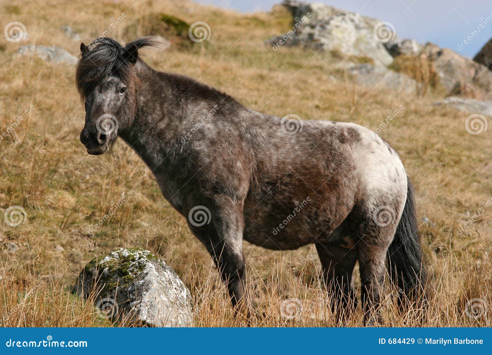 Wild Stallion stock image. Image of breed, power, equine - 684429