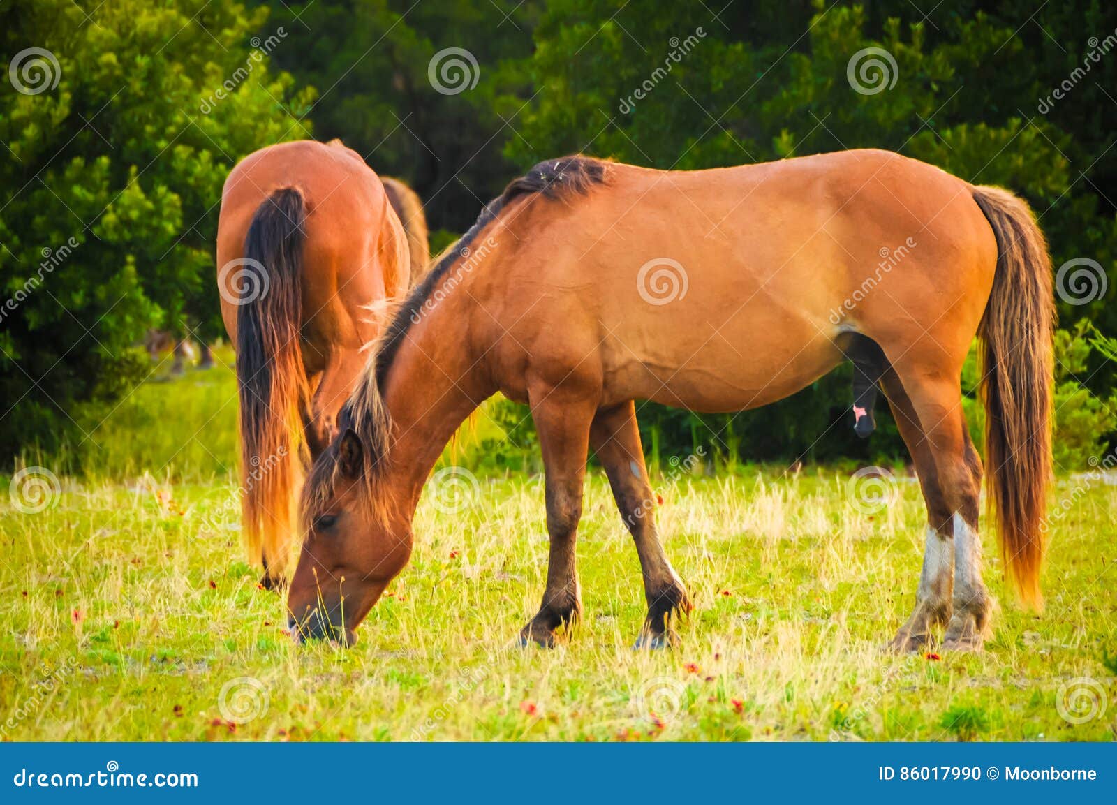Wild Stallion stock photo. Image of female, head, mare - 86017990