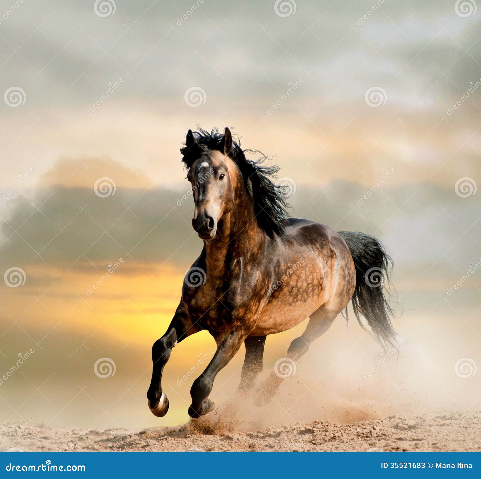 Wild stallion in dust stock image. Image of freedom, equestrian - 35521683