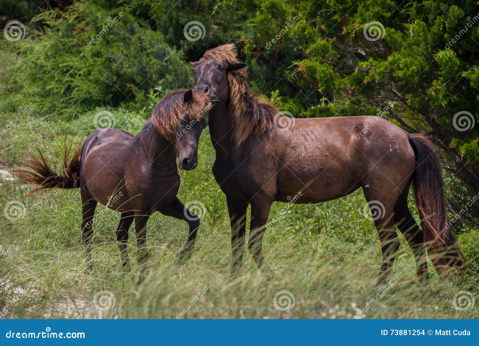Wild Stallion and Mare stock photo. Image of fight, mare - 73881254