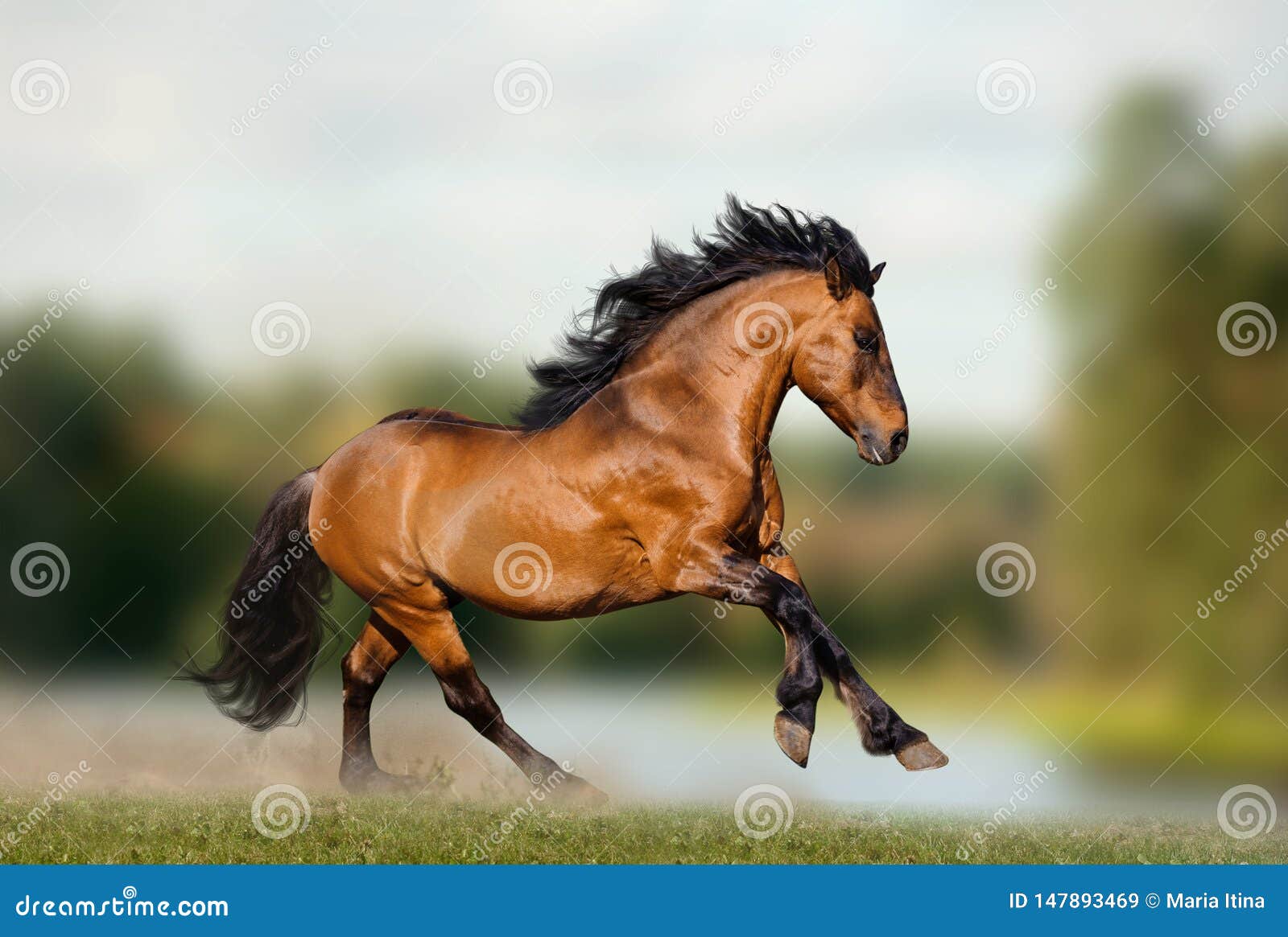 Wild stallion on nature stock image. Image of healthy - 147893469