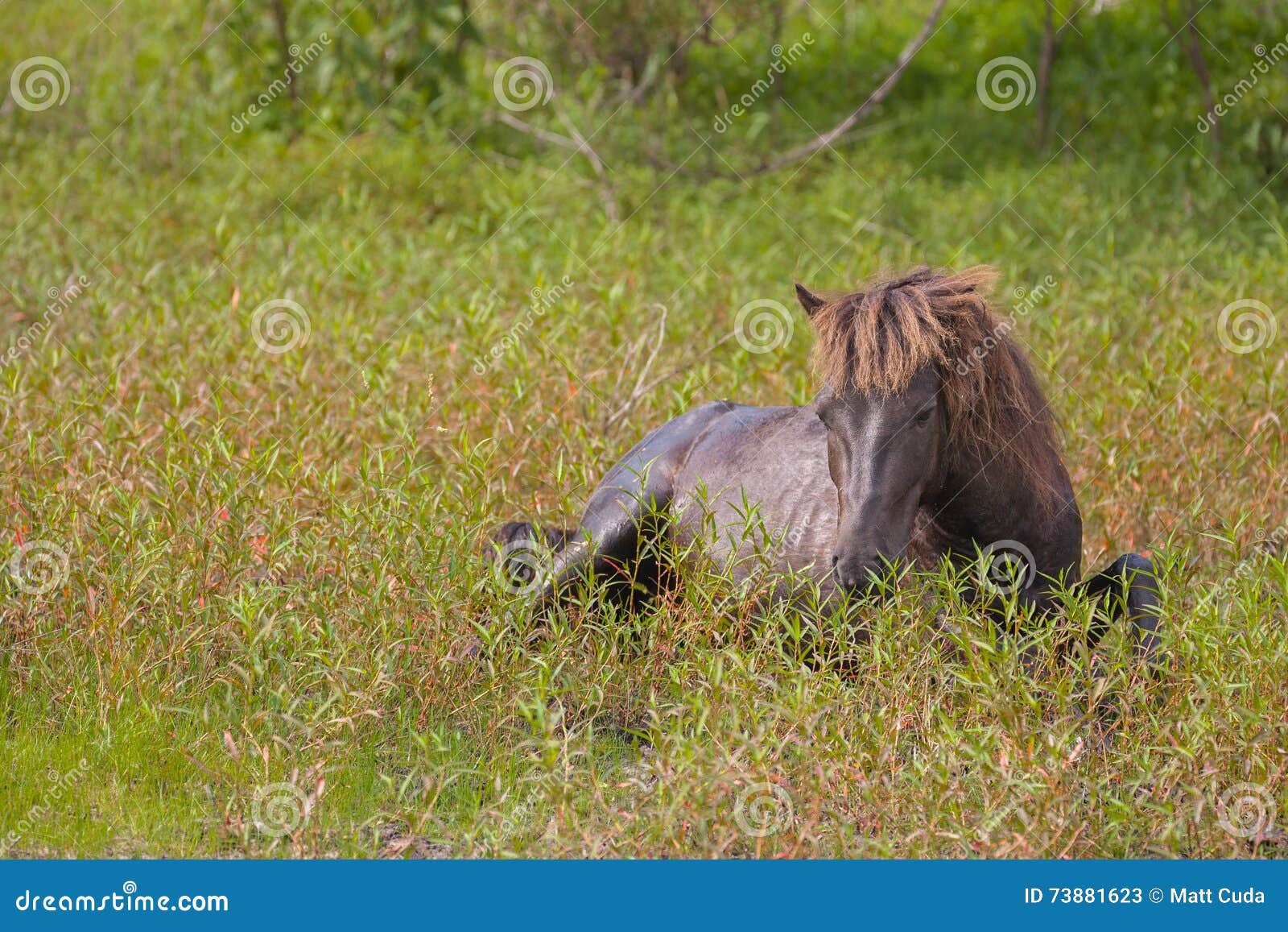 Wild Stallion Resting stock image. Image of field, power - 73881623