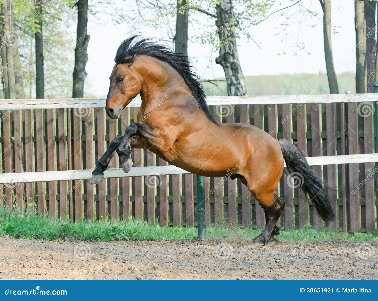 Wild stallion stock image. Image of equestrian, fast - 30651921