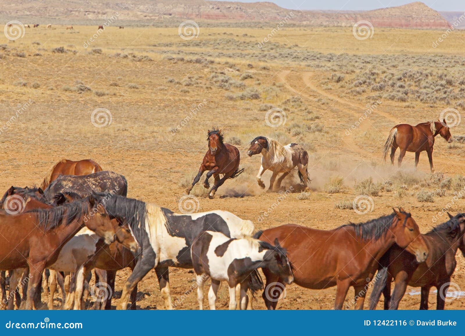 Wild Stallions Fighting for Mares Stock Photo - Image of herd, wildlife ...