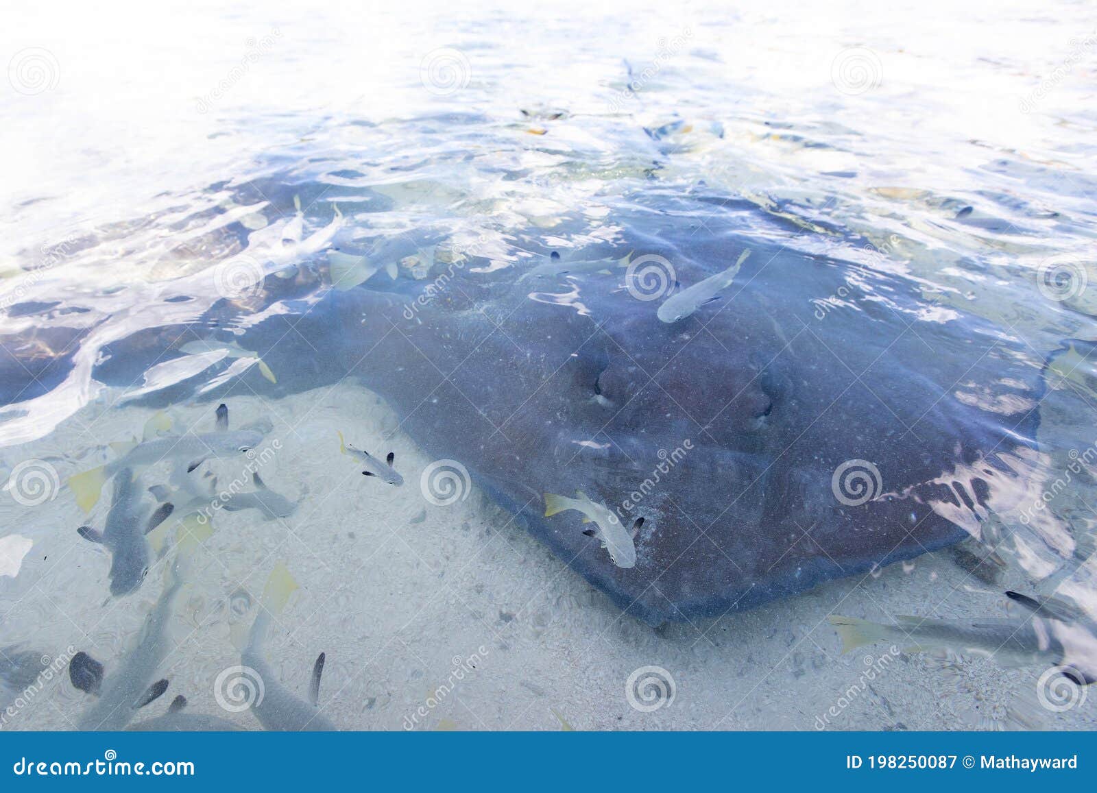 Wild Stingray on Sandy Ocean Floor Surrounded by School of Fish Stock ...