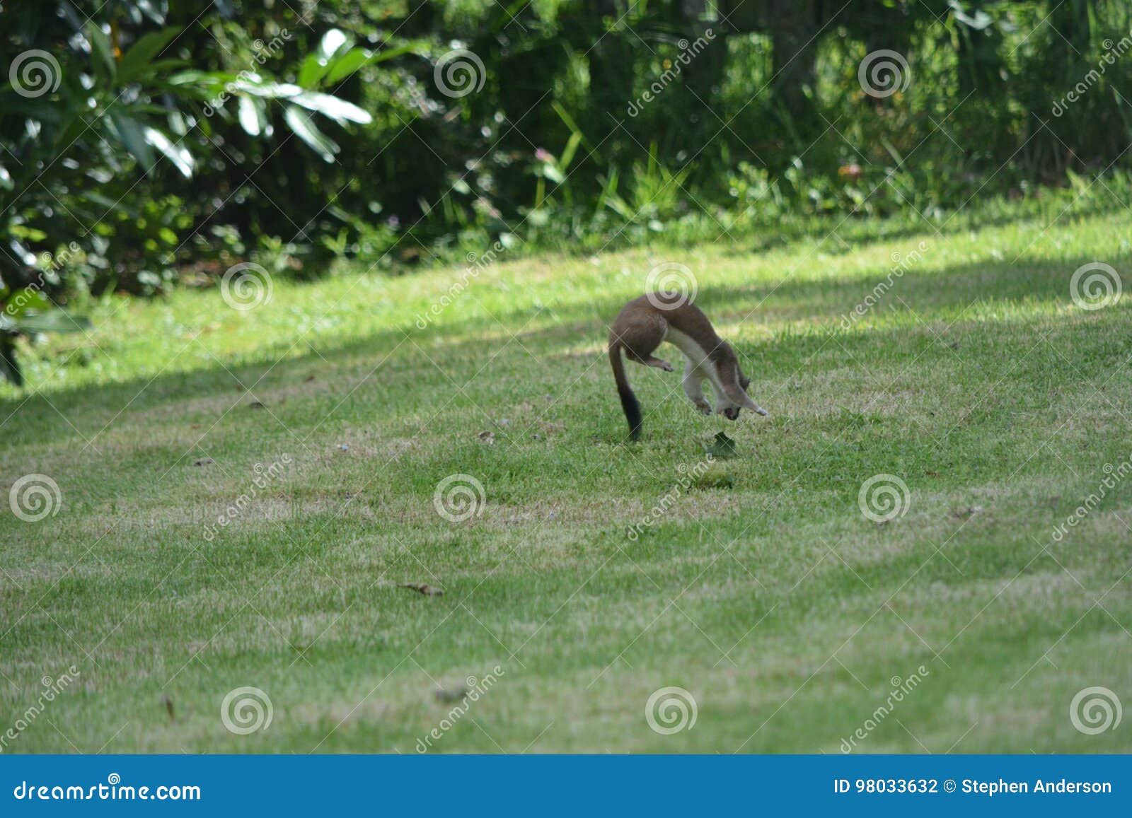 A Wild Stoat Attacks a Leaf on the Lawn. Stock Photo - Image of vermin ...