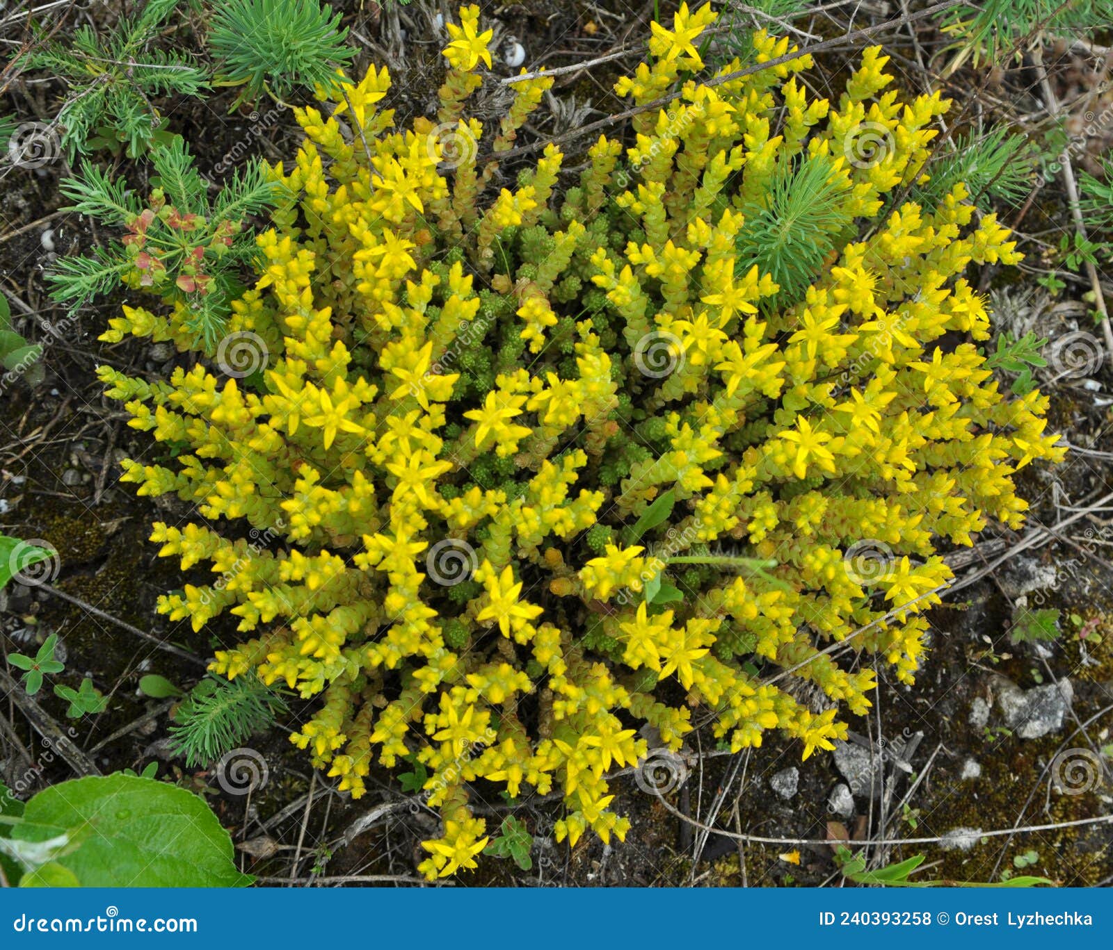 Stonecrop Sedum Acre Grows in the Wild Stock Photo - Image of ...